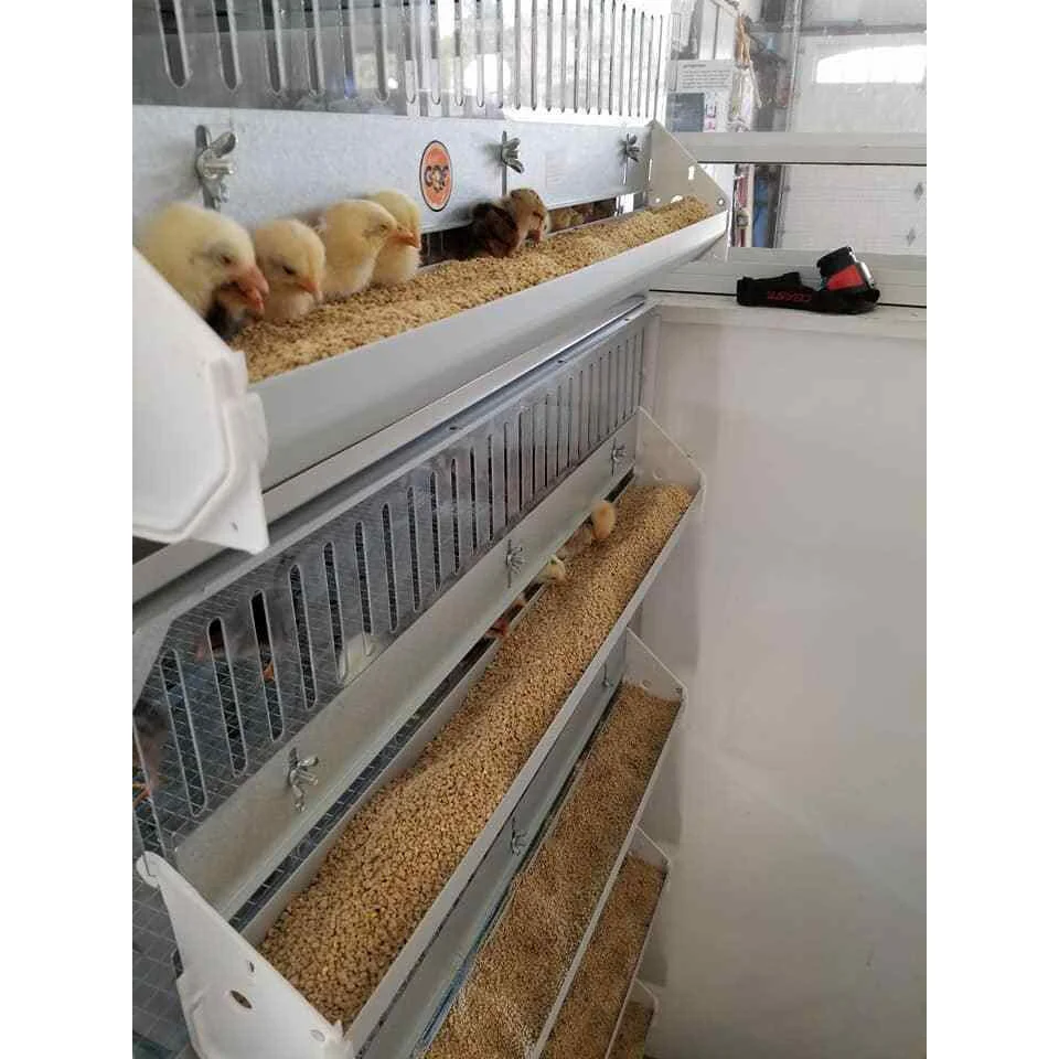 Your One Stop Poultry Supply Shop! | Pinnon Hatch Farms