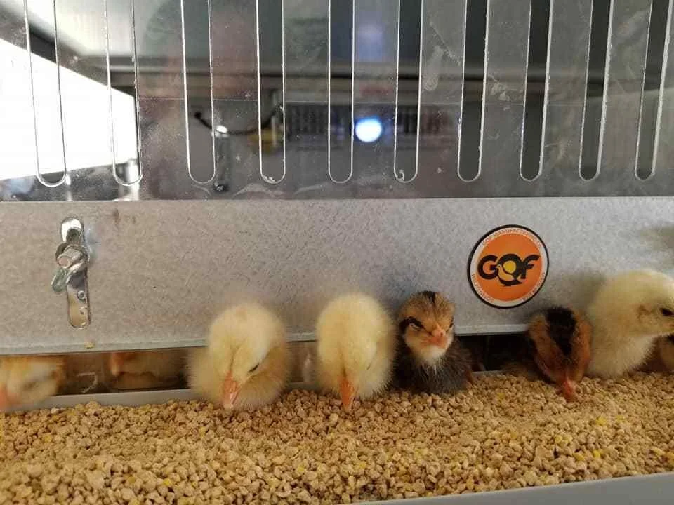 Plastic Feed & Water Trough 28.5" for Poultry Brooder | Your One Stop ...