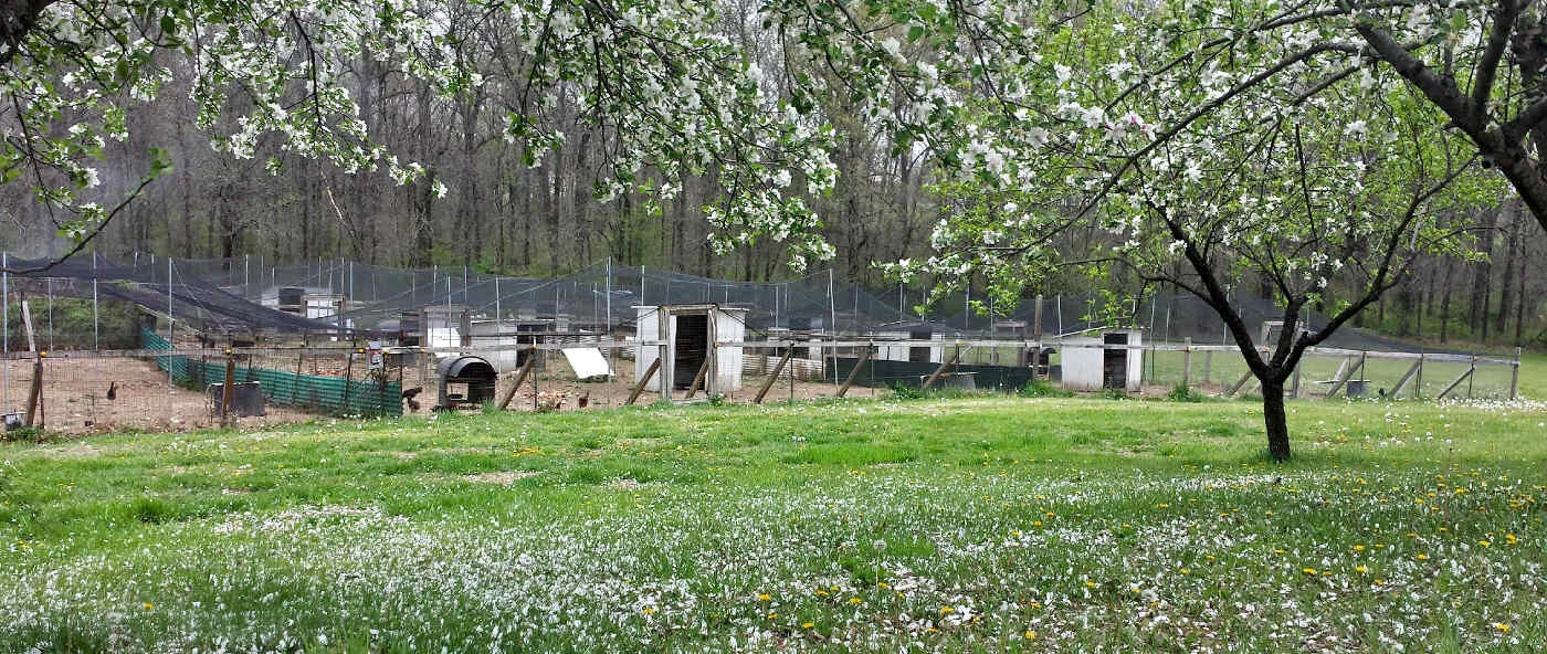 Your One Stop Poultry Supply Shop! | Pinnon Hatch Farms