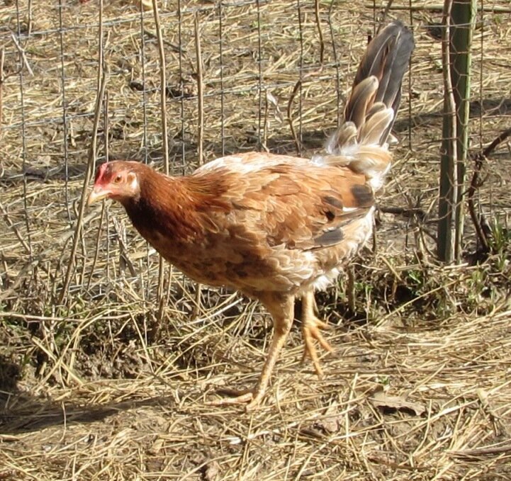 Radio Hatching Eggs | Pinnon Hatch Farms Hatching Eggs | Herman Pinnon ...