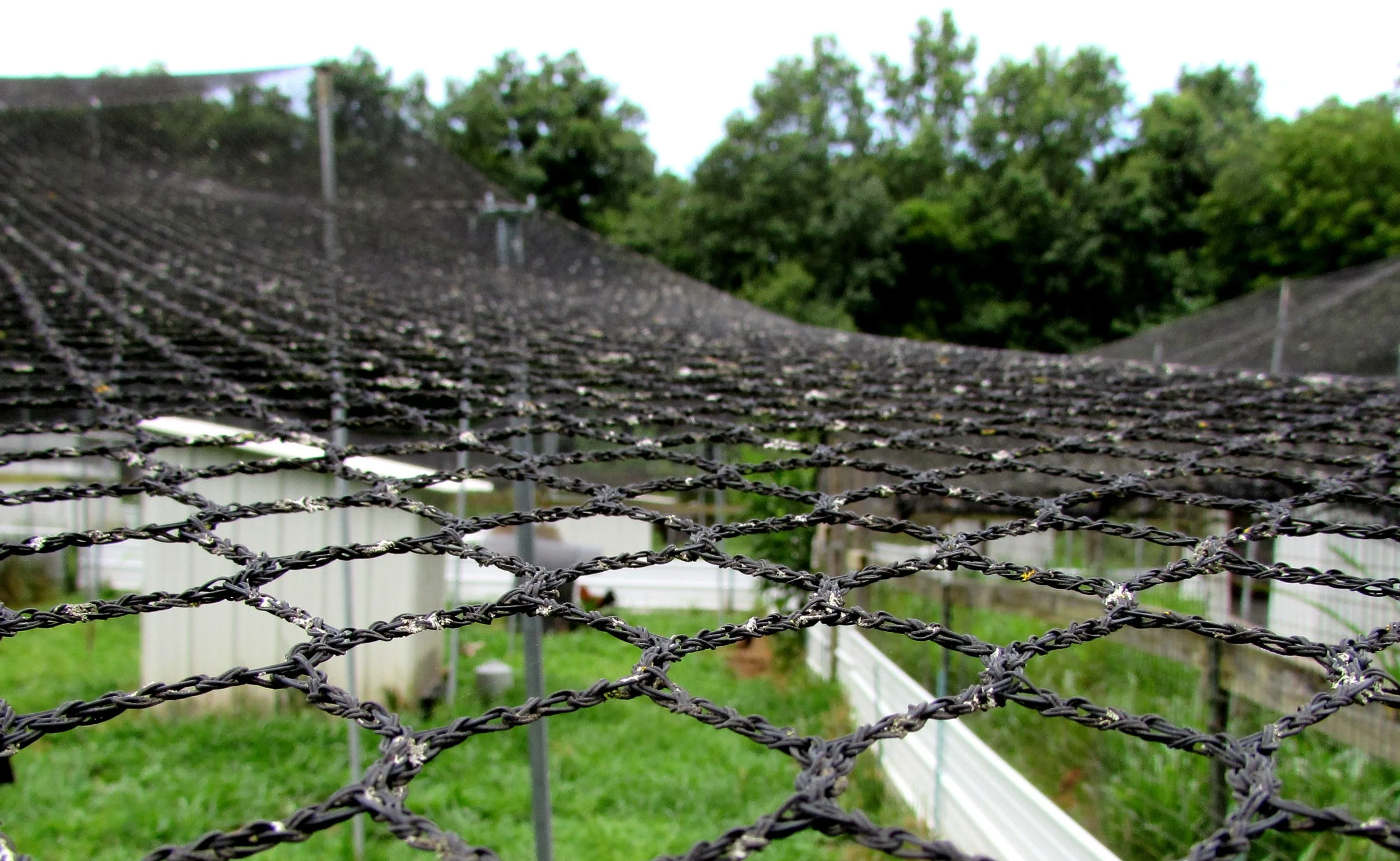 Heavy Knitted Poultry Netting 1" Mesh | Break/Burst 50/145lb per mesh ...