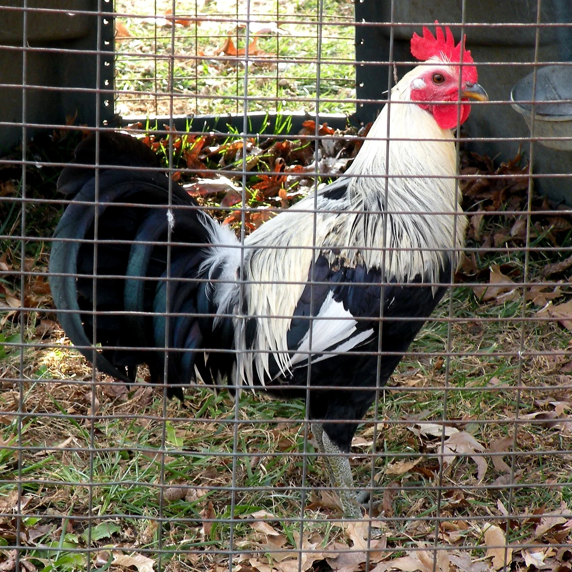Gamefowl for Sale — Your One Stop Poultry Supply Shop! | Pinnon Hatch Farms