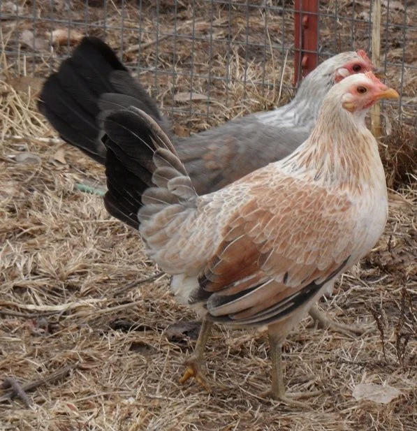 Birds for Sale — Your One Stop Poultry Supply Shop! | Pinnon Hatch Farms