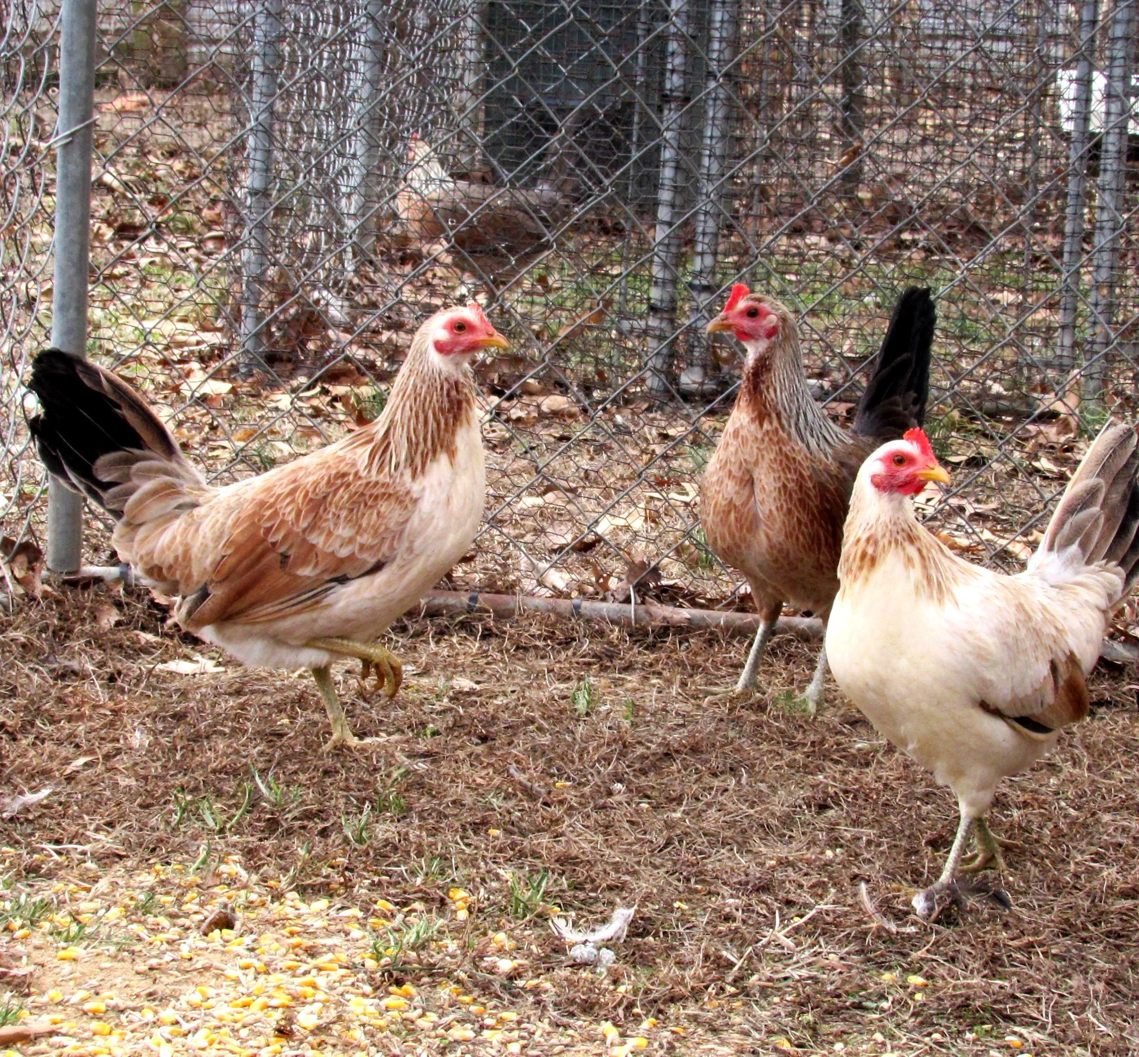 Birds for Sale — Your One Stop Poultry Supply Shop! | Pinnon Hatch Farms