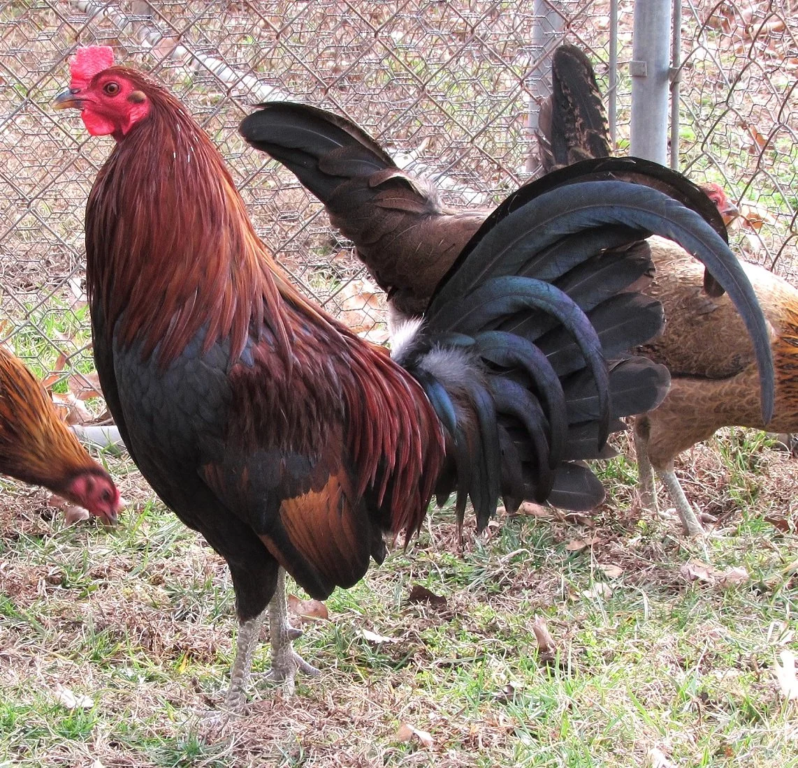 Gamefowl for Sale — Your One Stop Poultry Supply Shop! | Pinnon Hatch Farms