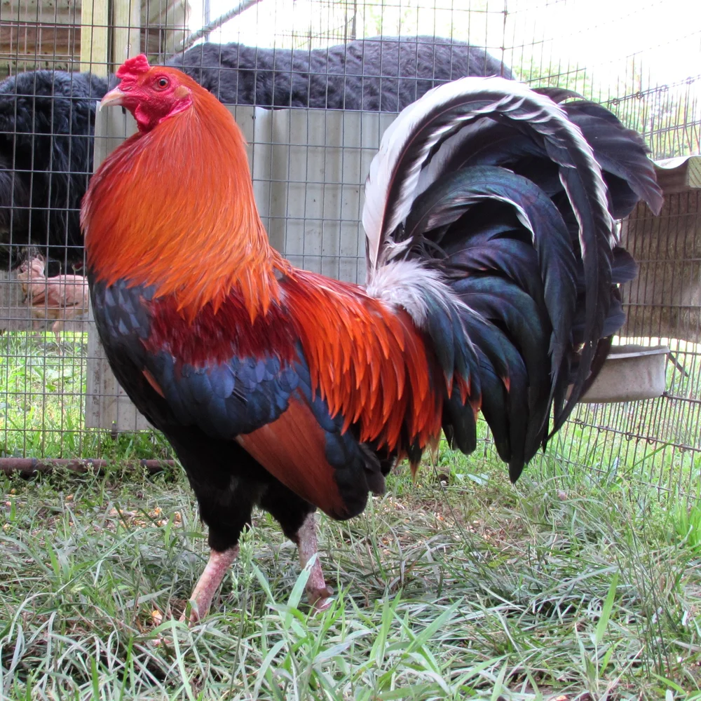 Blueface Rooster