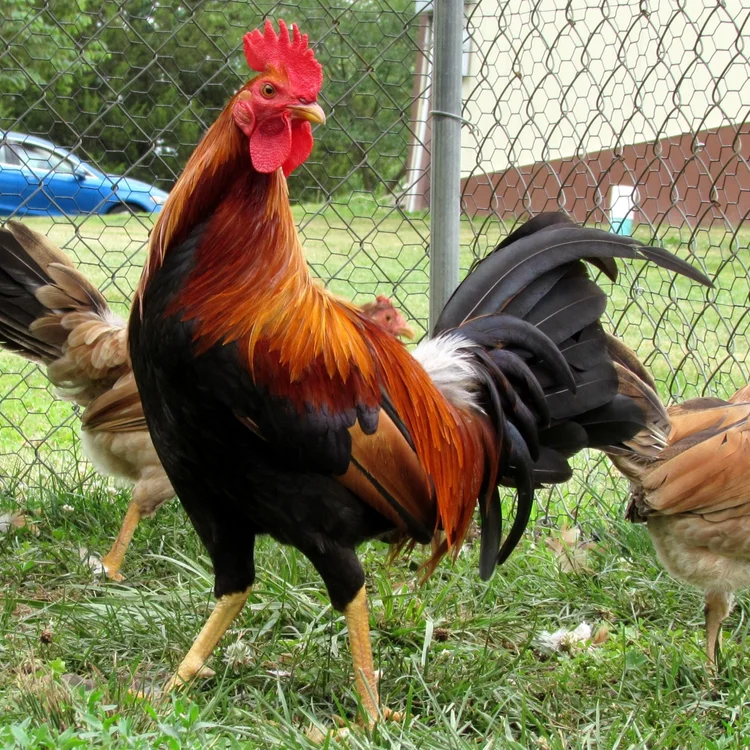 Regular Grey Day Old Chicks | Pinnon Hatch Farms Chicks | Herman Pinnon ...