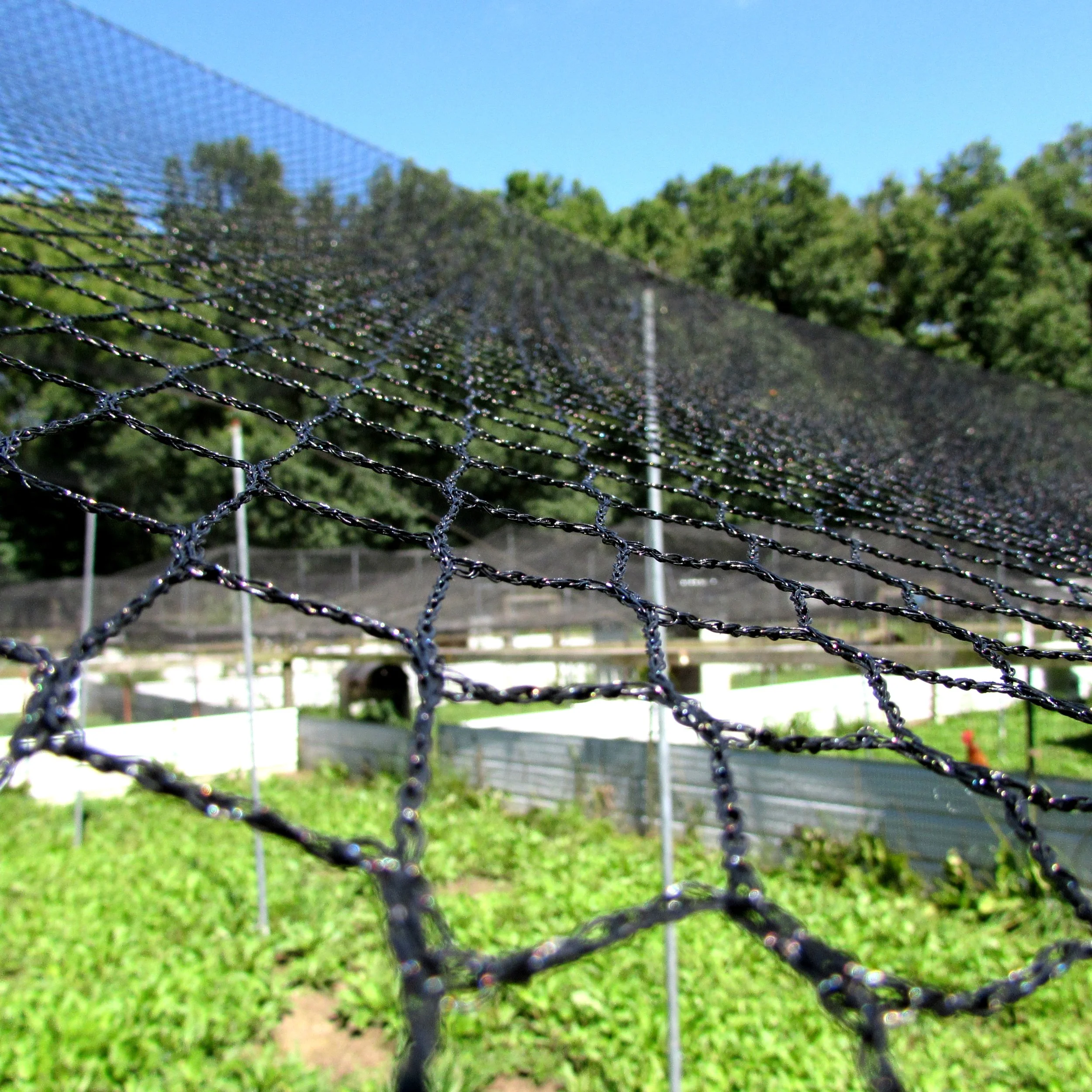 Pinnon Hatch Farms | Your One Stop Poultry Supply Shop!