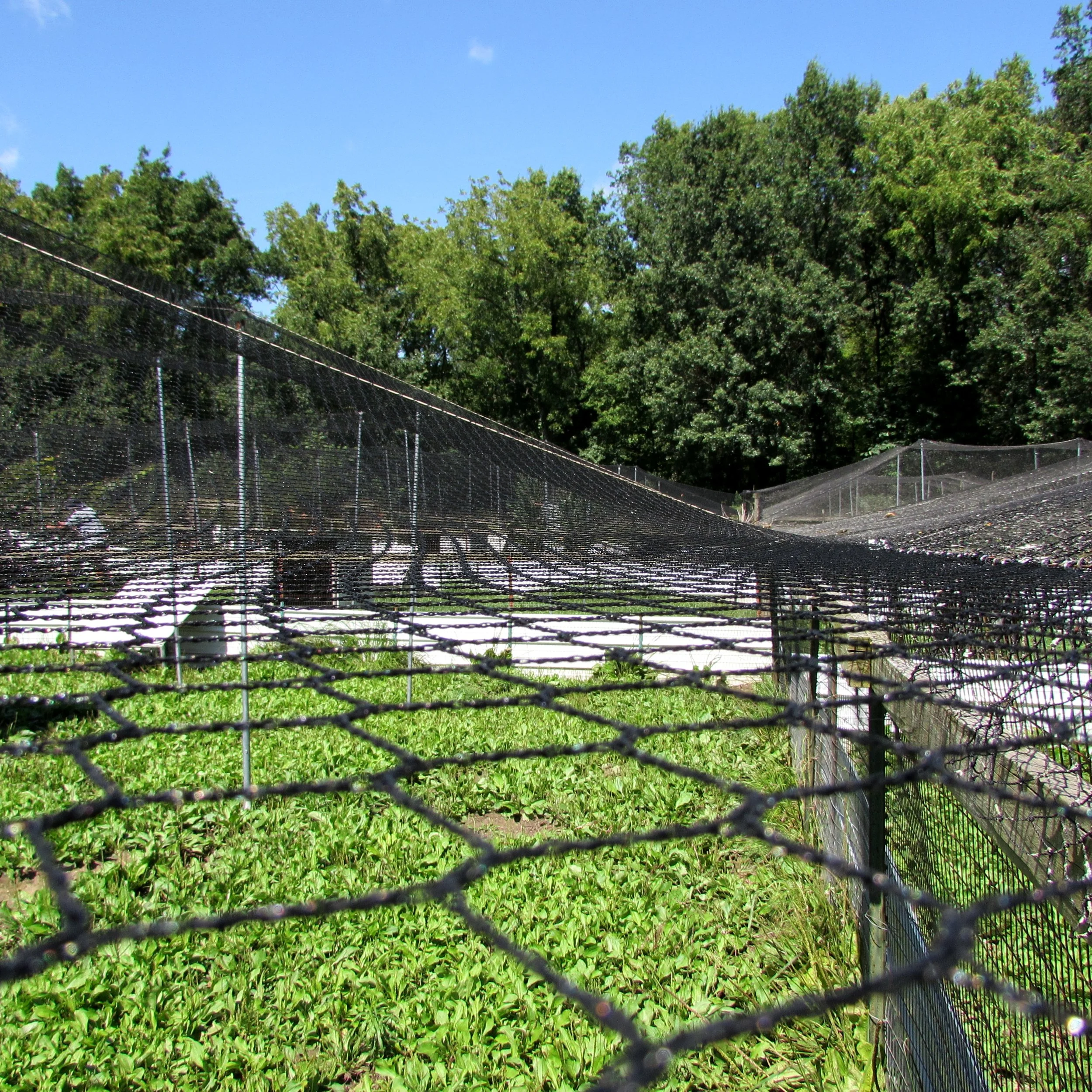 Light Knitted Poultry Netting 1" Mesh | Break/Burst 35/105lb per mesh ...