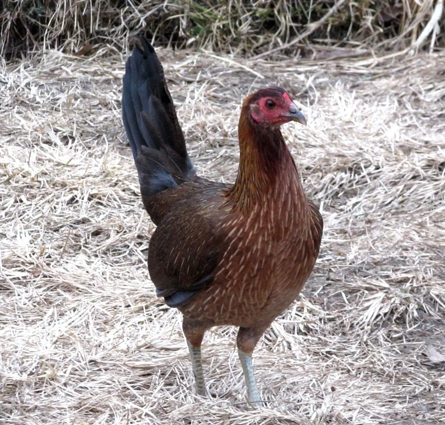 Rat Graves Leiper Stag (P-102125) | Your One Stop Poultry Supply Shop!