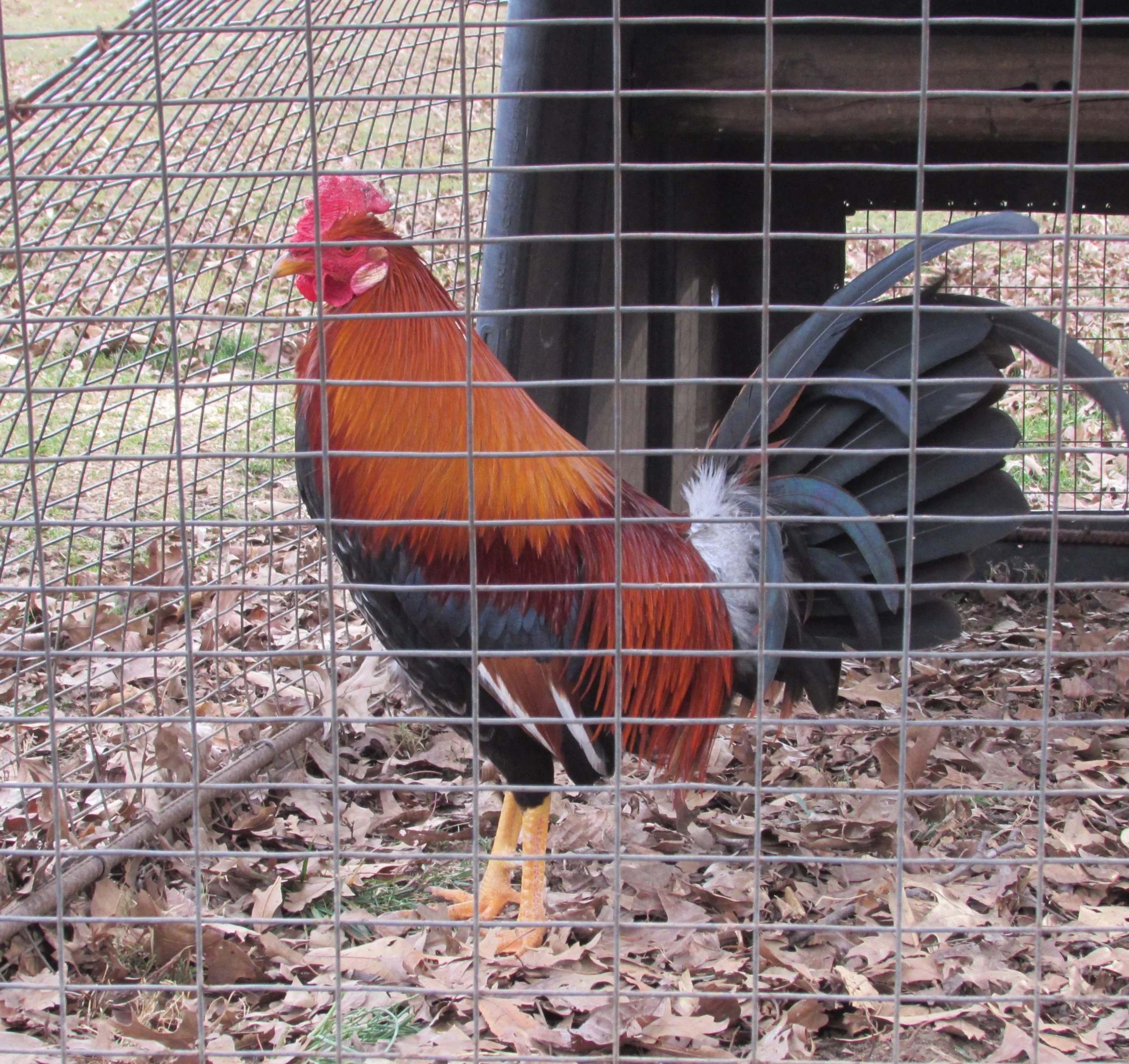 Birds for Sale — Your One Stop Poultry Supply Shop! | Pinnon Hatch Farms