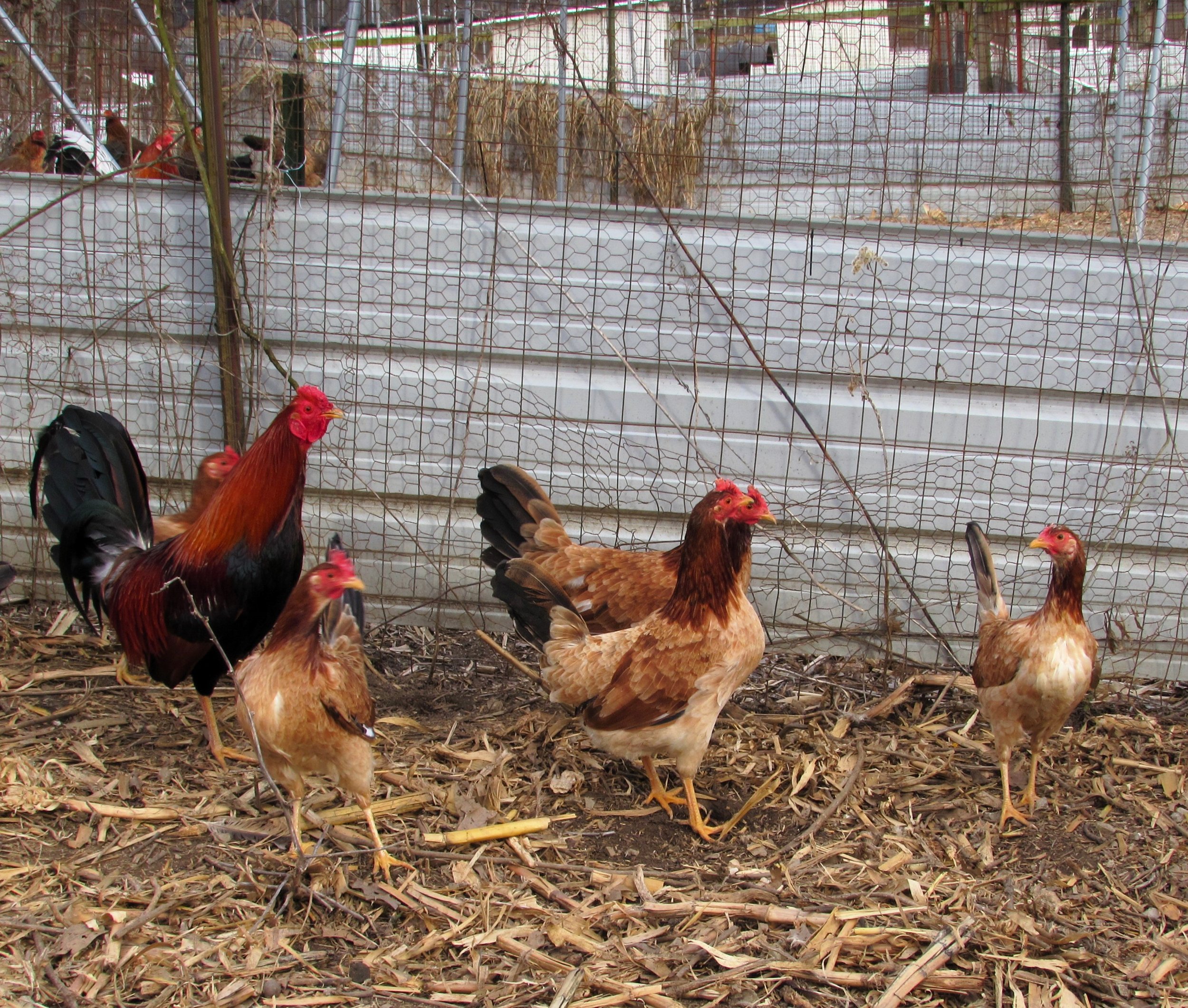 Birds for Sale — Your One Stop Poultry Supply Shop! | Pinnon Hatch Farms