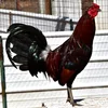Rat Graves Leiper | Pinnon Hatch Farms