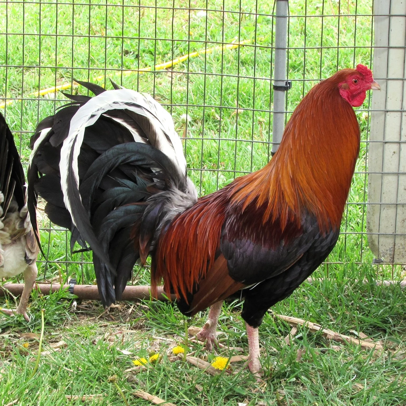 Birds for Sale — Your One Stop Poultry Supply Shop! | Pinnon Hatch Farms