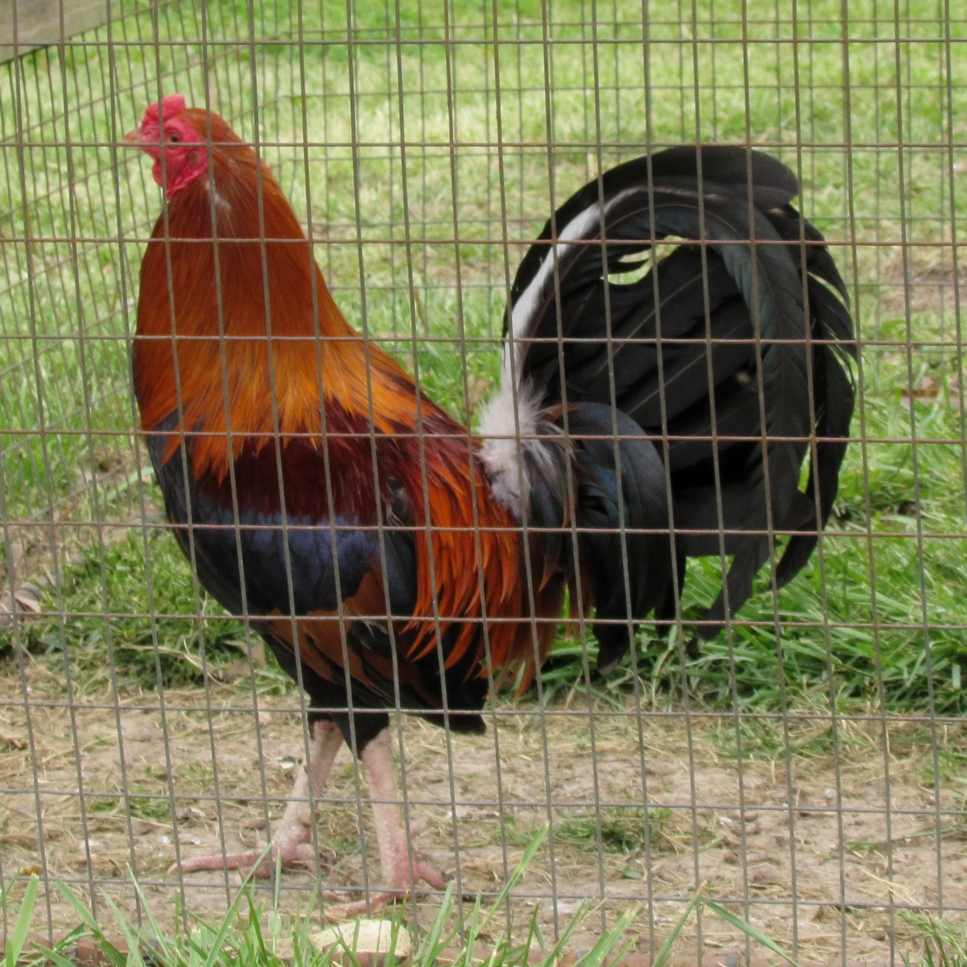 Birds for Sale — Your One Stop Poultry Supply Shop! | Pinnon Hatch Farms