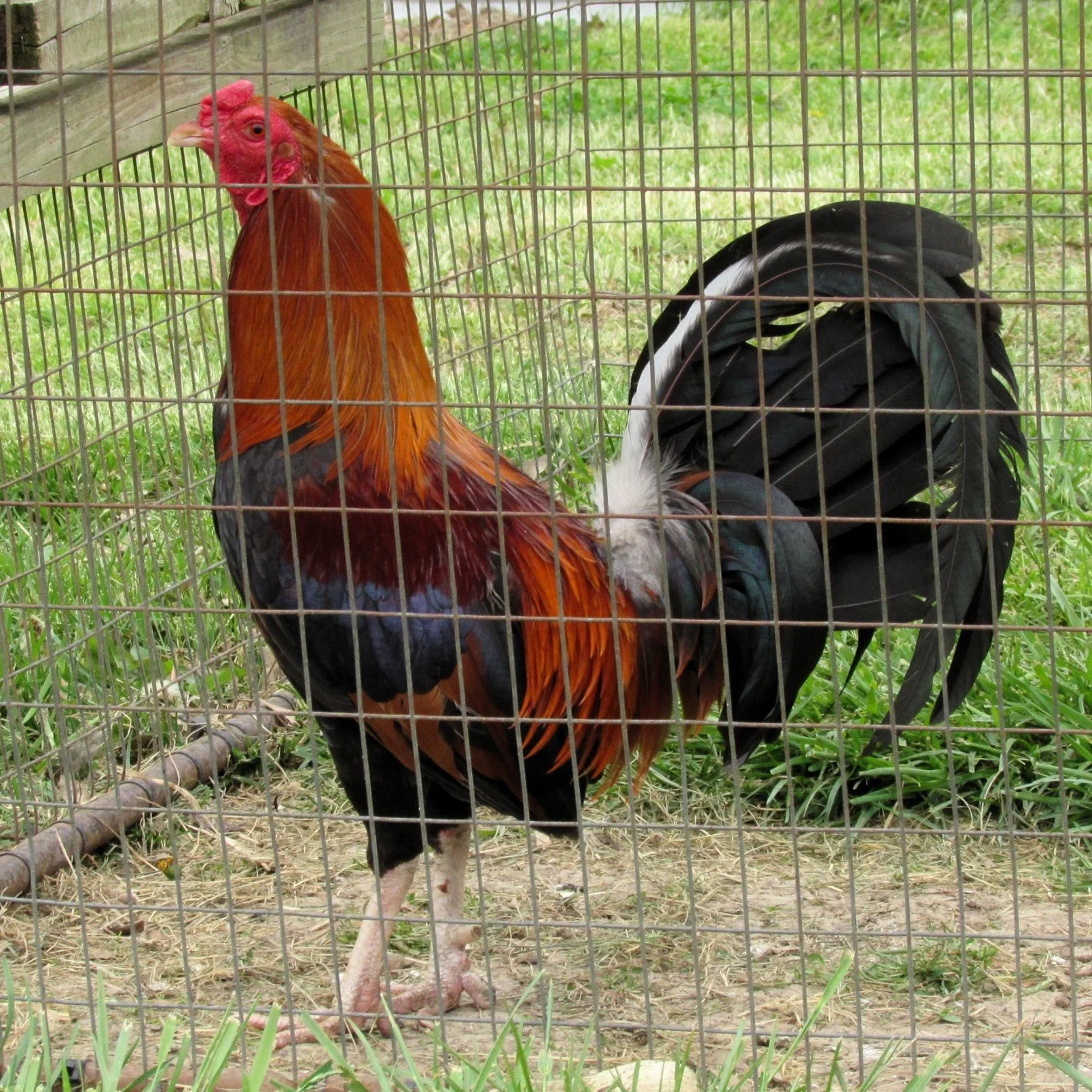 Your One Stop Poultry Supply Shop! | Pinnon Hatch Farms