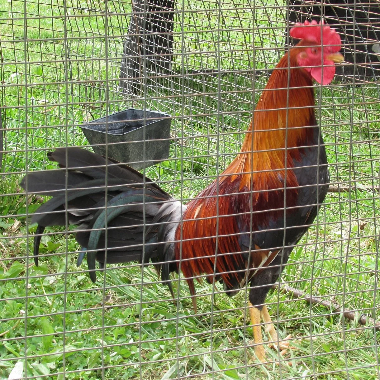 Birds for Sale — Your One Stop Poultry Supply Shop! | Pinnon Hatch Farms