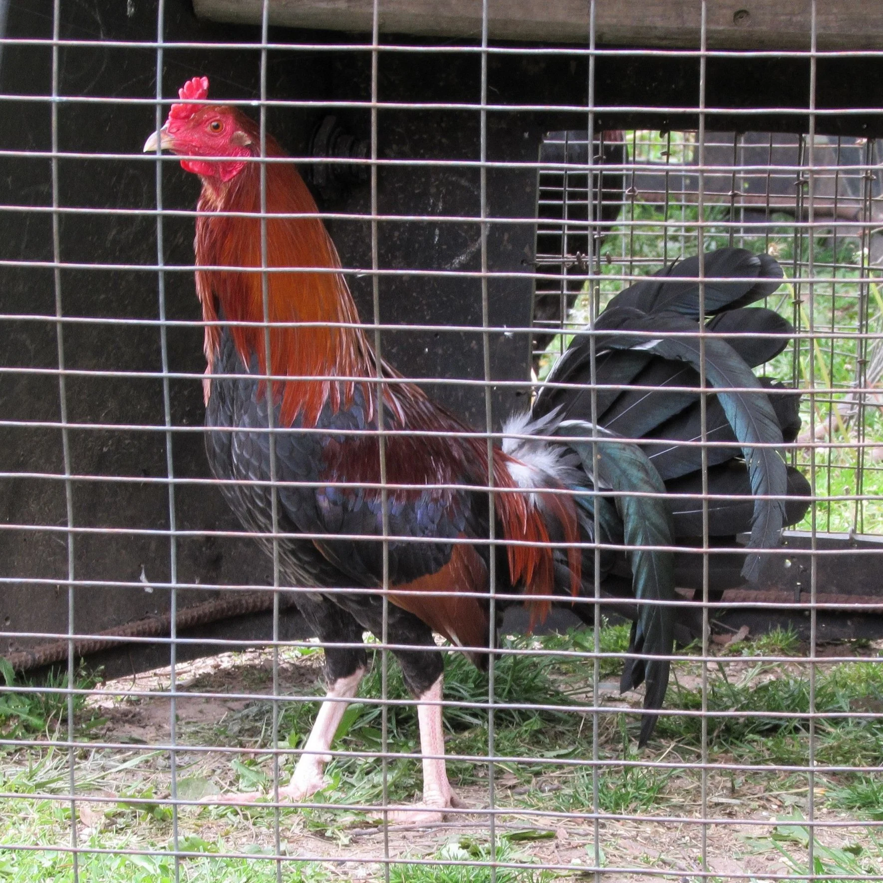 Birds for Sale — Your One Stop Poultry Supply Shop! | Pinnon Hatch Farms