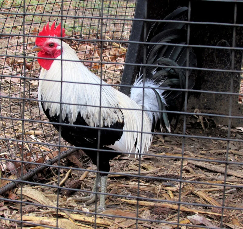 Regular Grey | Pinnon Hatch Farms