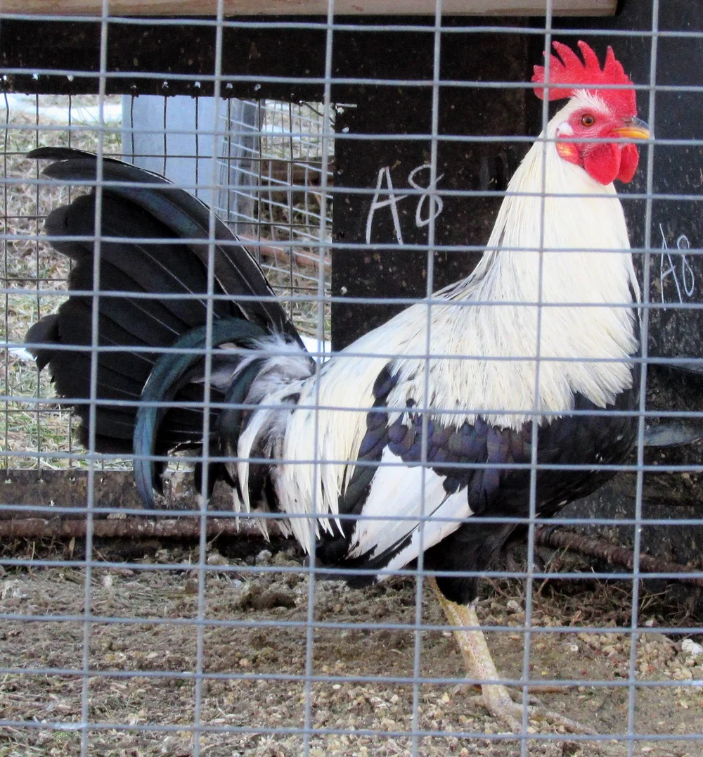 Regular Grey | Pinnon Hatch Farms