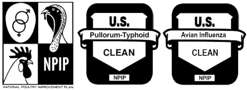 Ginn Grey Toppy | Pinnon Hatch Farms