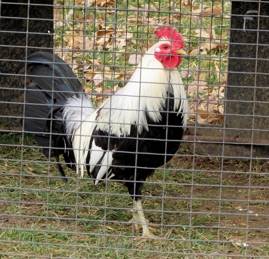 Regular Grey | Pinnon Hatch Farms