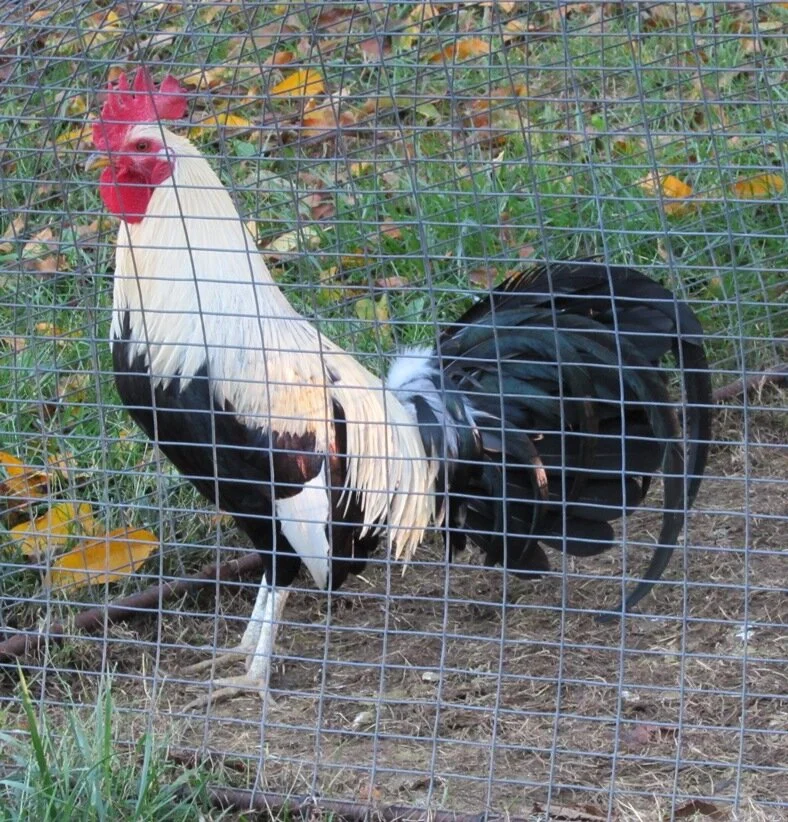 Regular Grey | Pinnon Hatch Farms