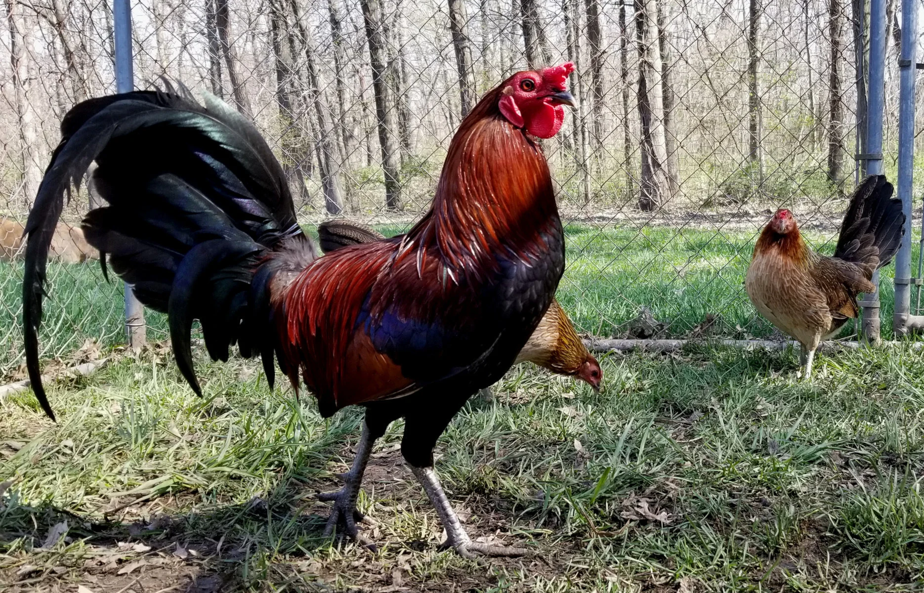 Rat Graves Leiper | Pinnon Hatch Farms