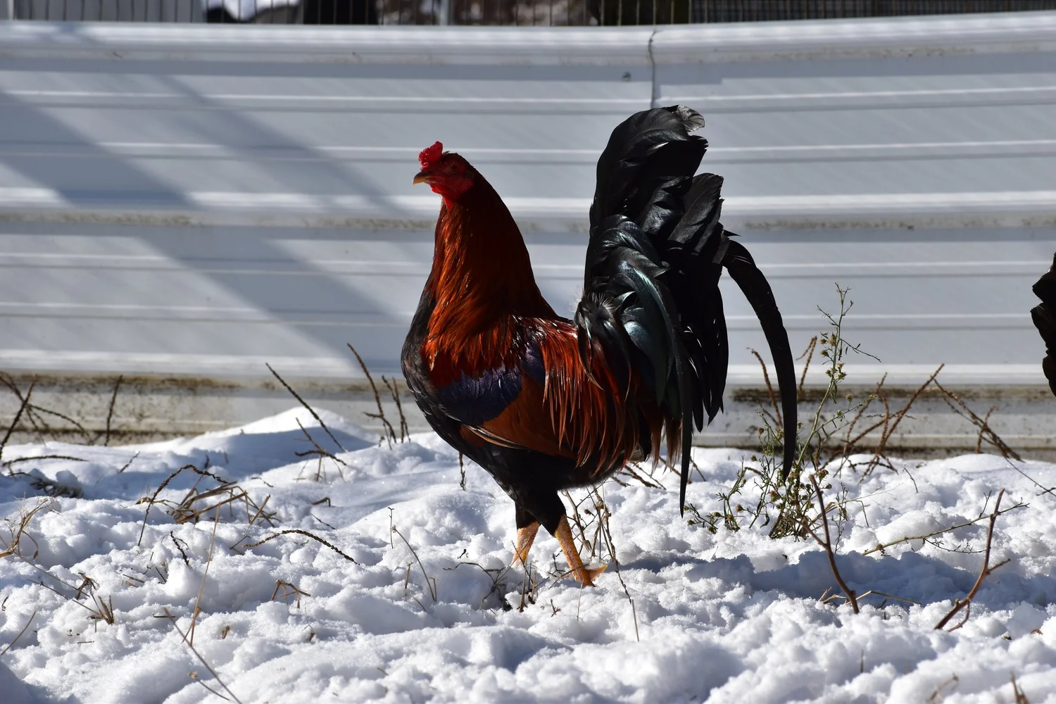Yellow Leg Pea Comb Hatch | Pinnon Hatch Farms