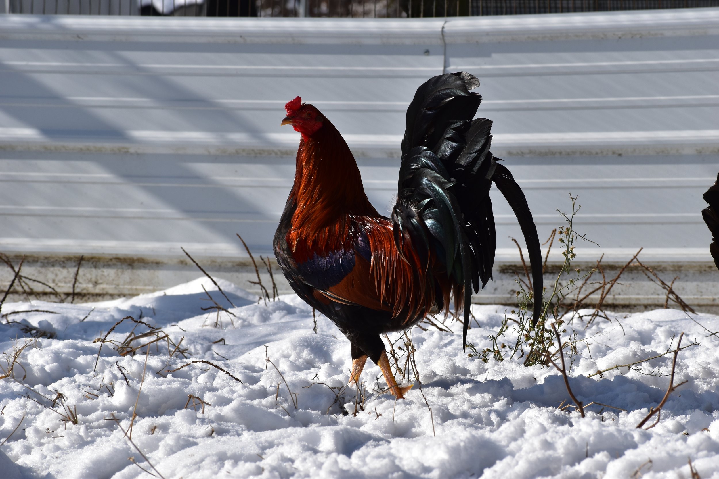 Yellow Leg Pea Comb Hatch | Pinnon Hatch Farms