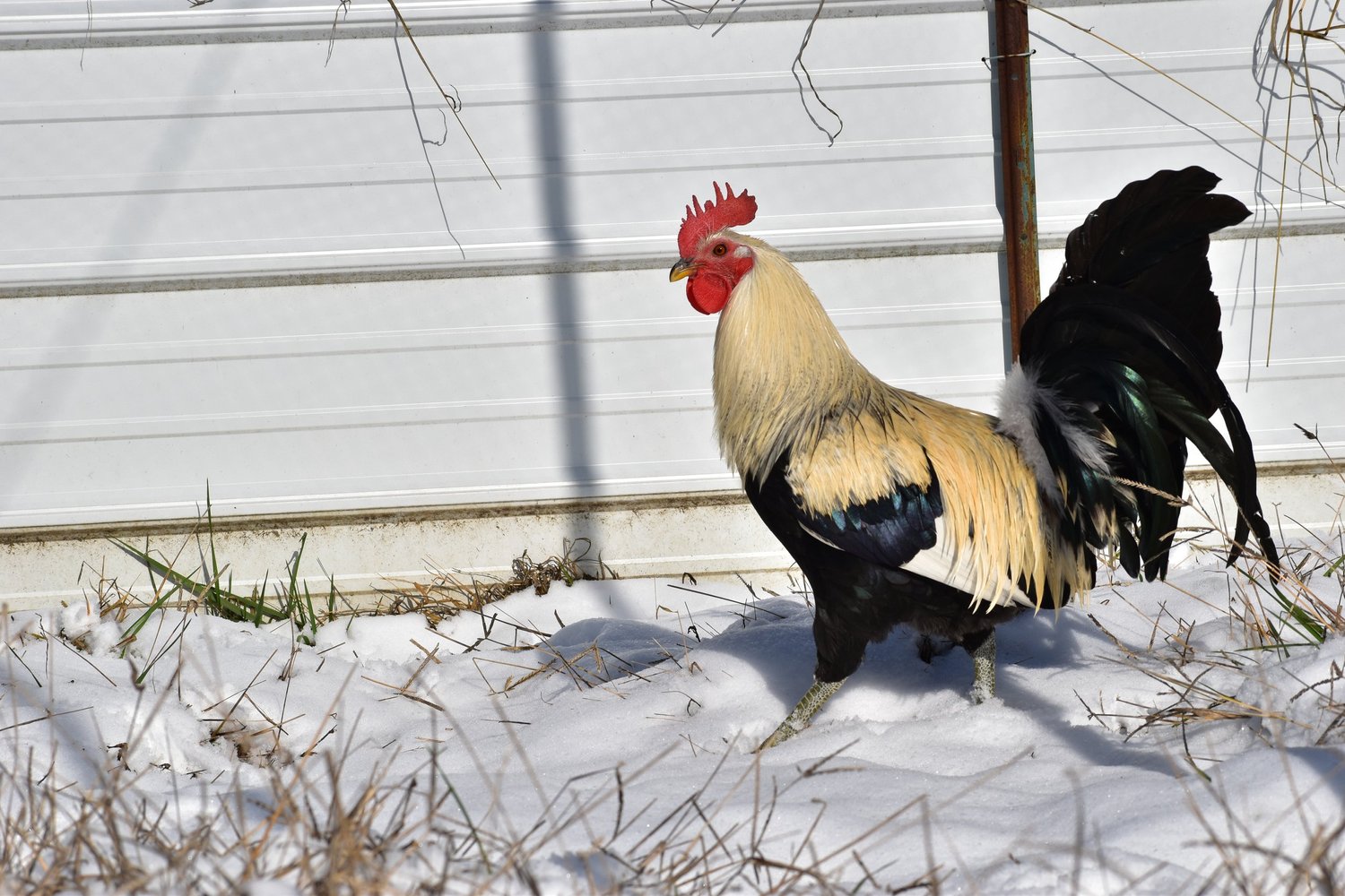 Regular Grey | Pinnon Hatch Farms