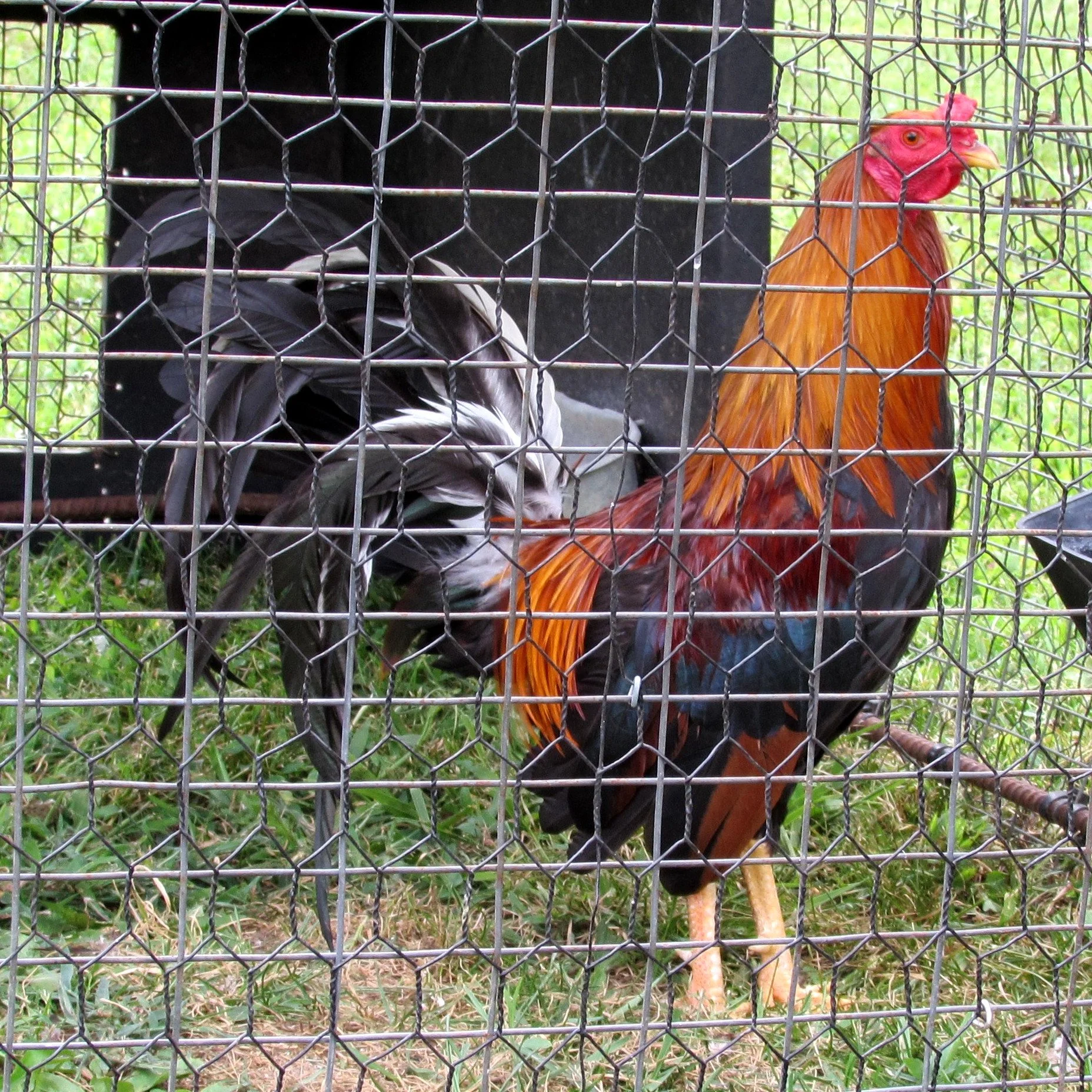 Birds for Sale — Your One Stop Poultry Supply Shop! | Pinnon Hatch Farms
