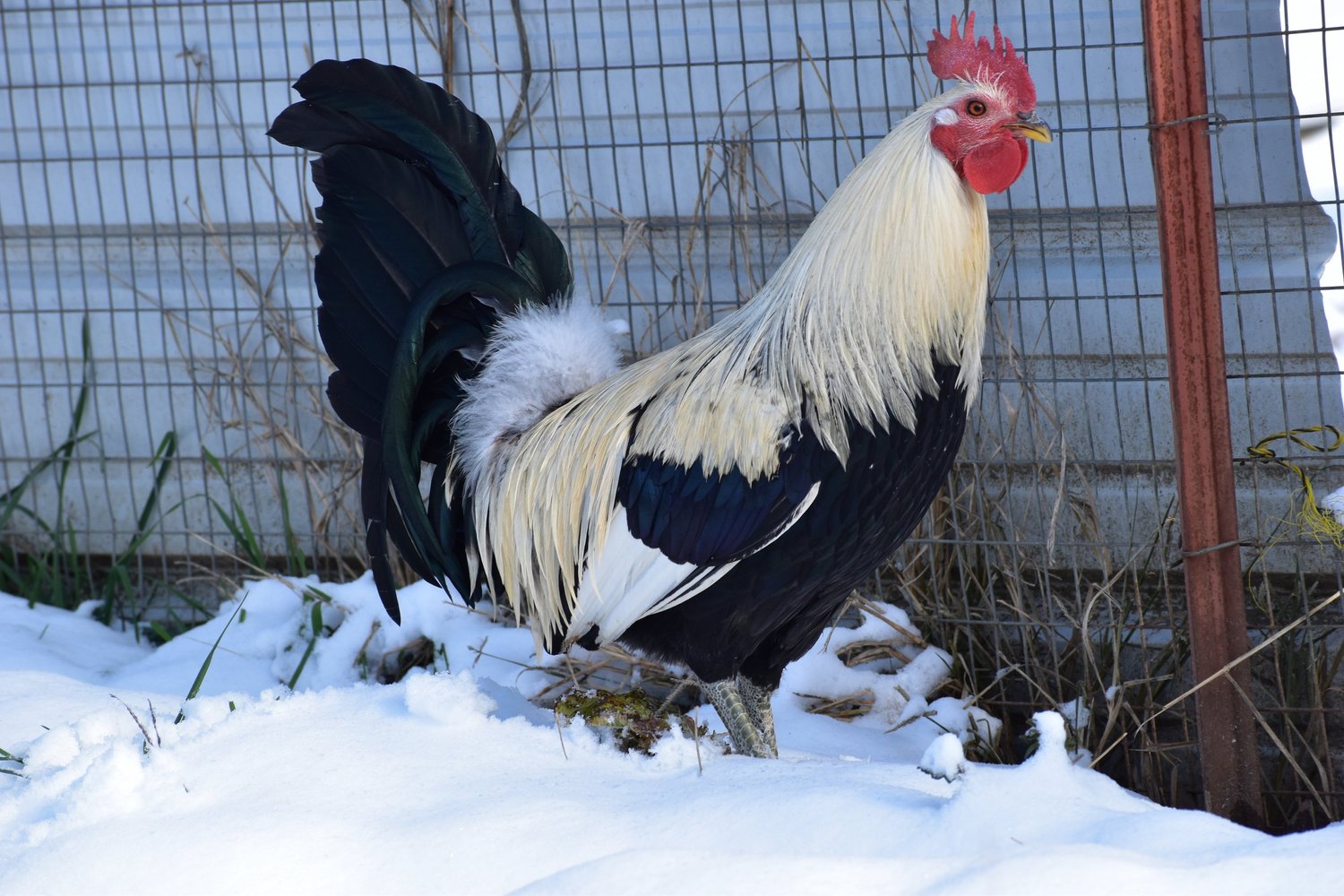 Regular Grey | Pinnon Hatch Farms