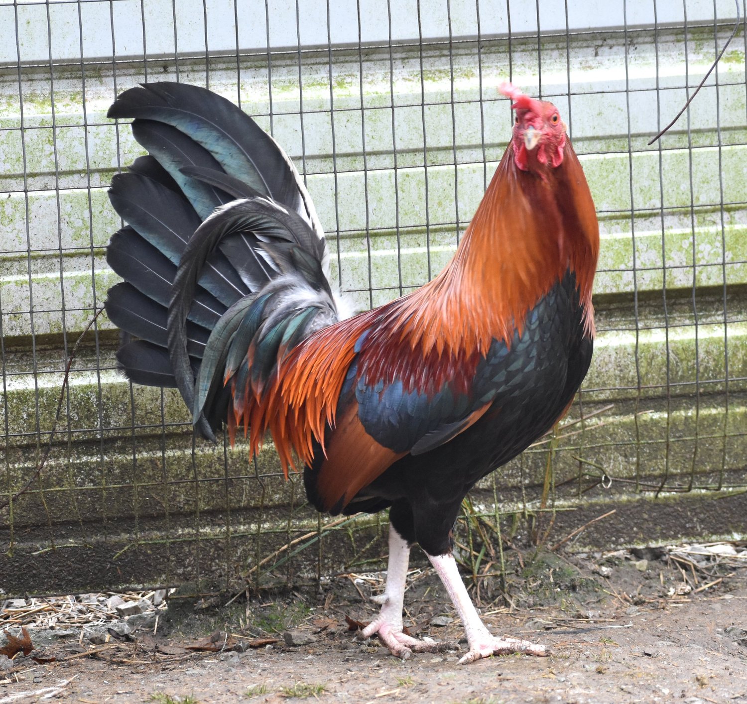 Lacy Roundhead | Pinnon Hatch Farms