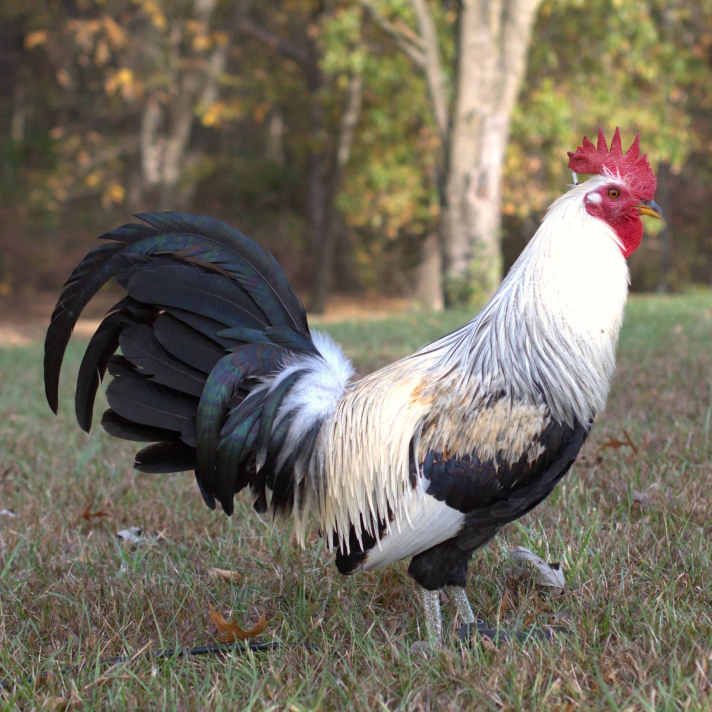 Regular Grey | Pinnon Hatch Farms