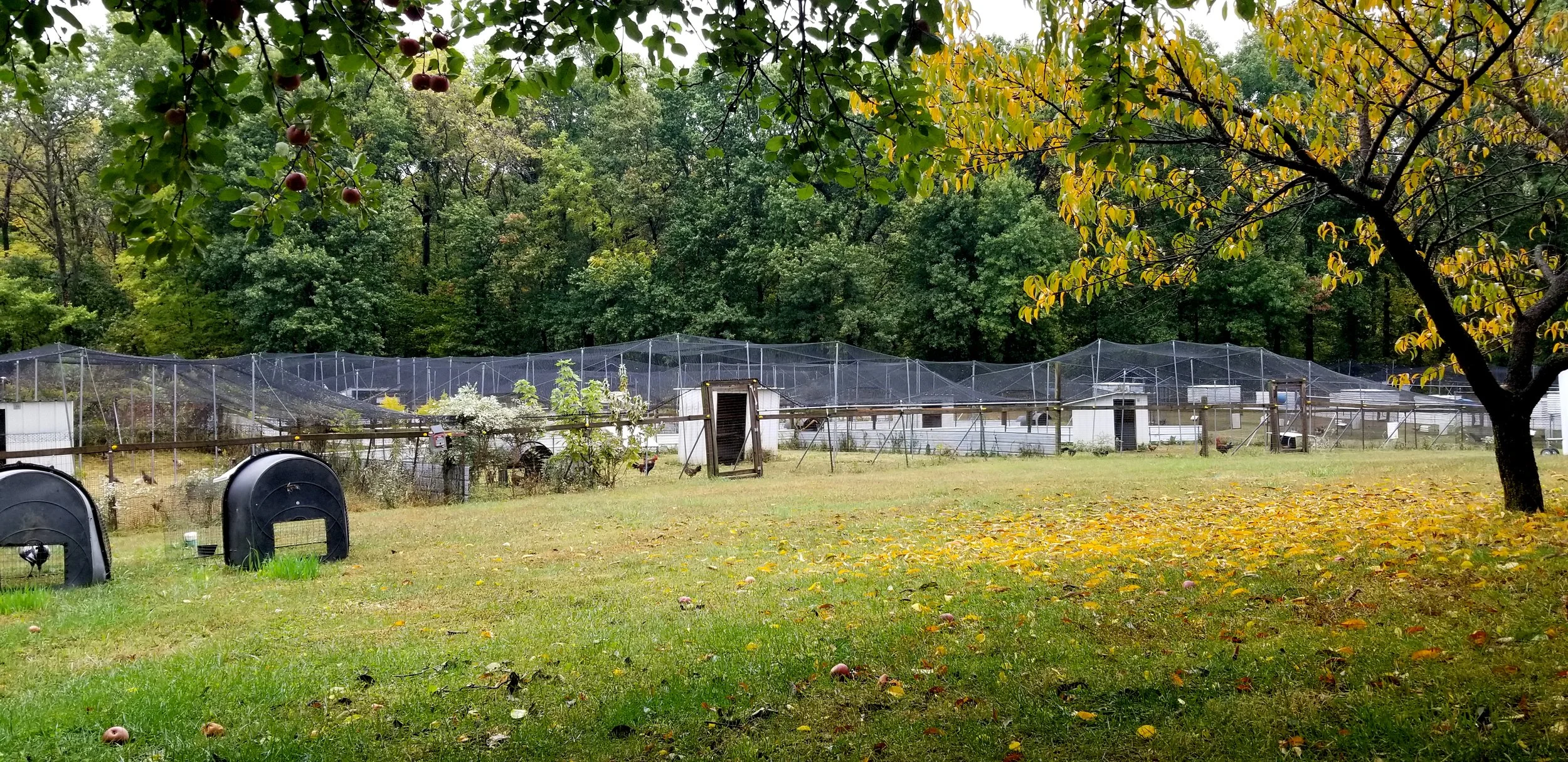 Madigin Claret | Pinnon Hatch Farms