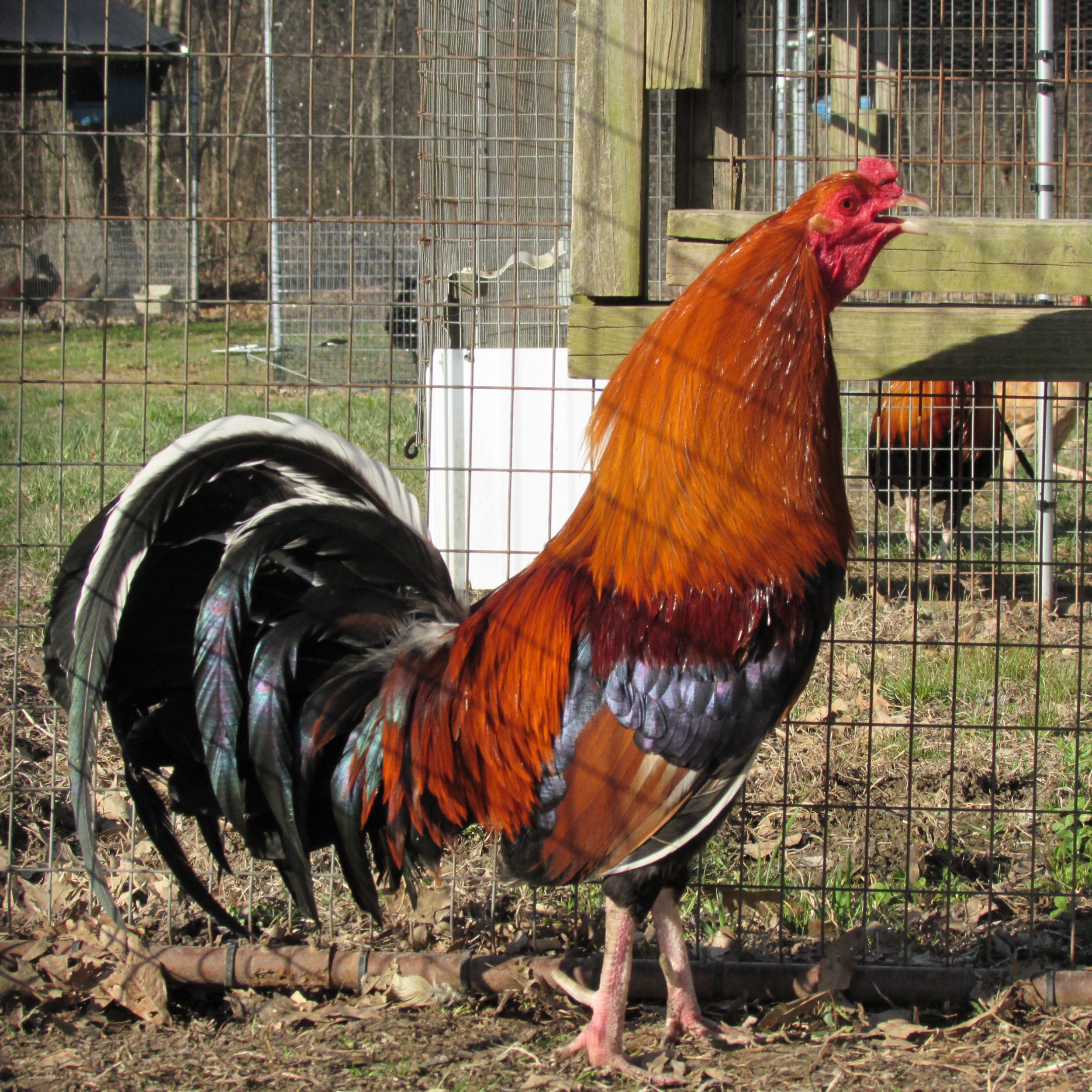 Lacy Roundhead | Pinnon Hatch Farms