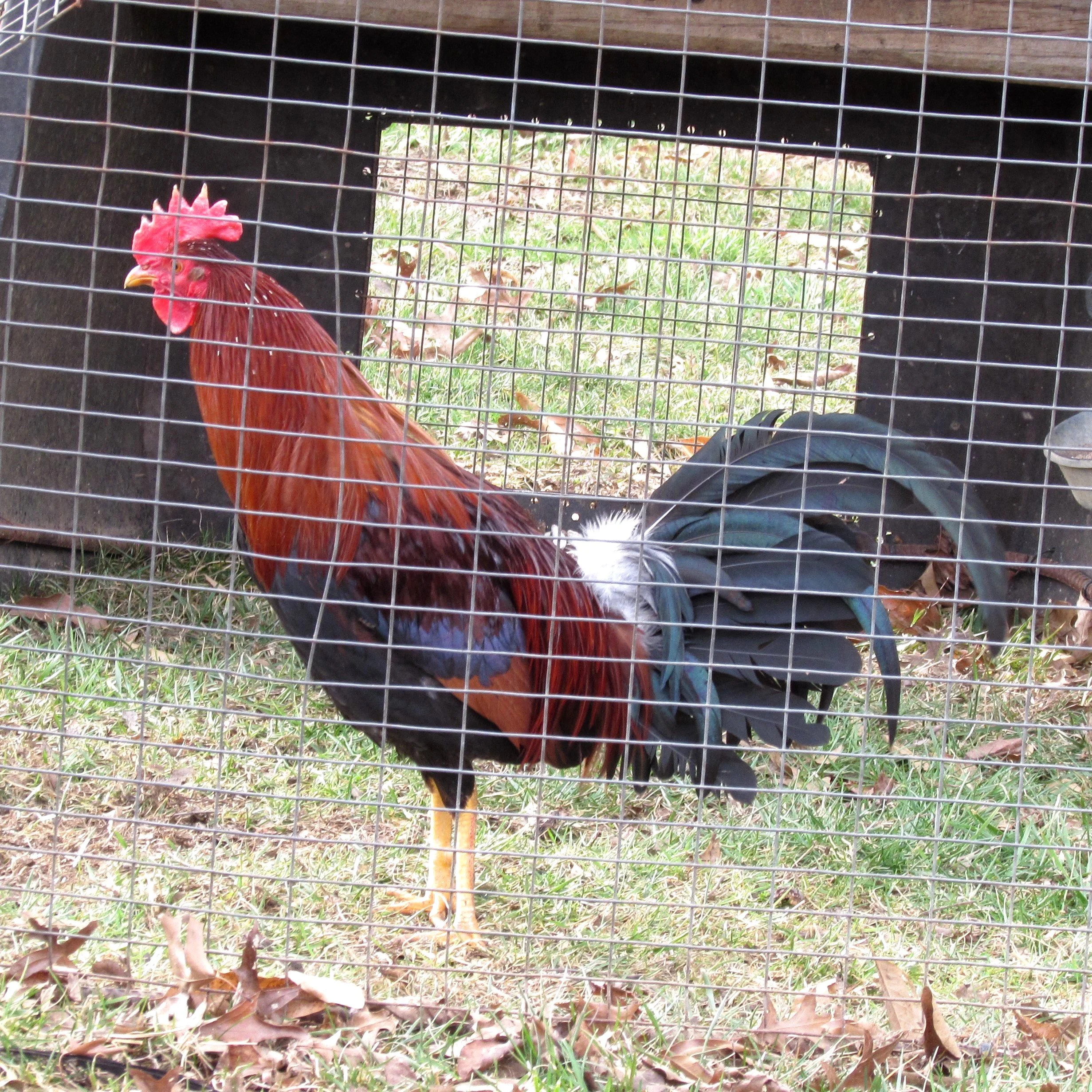 Madigin Claret | Pinnon Hatch Farms