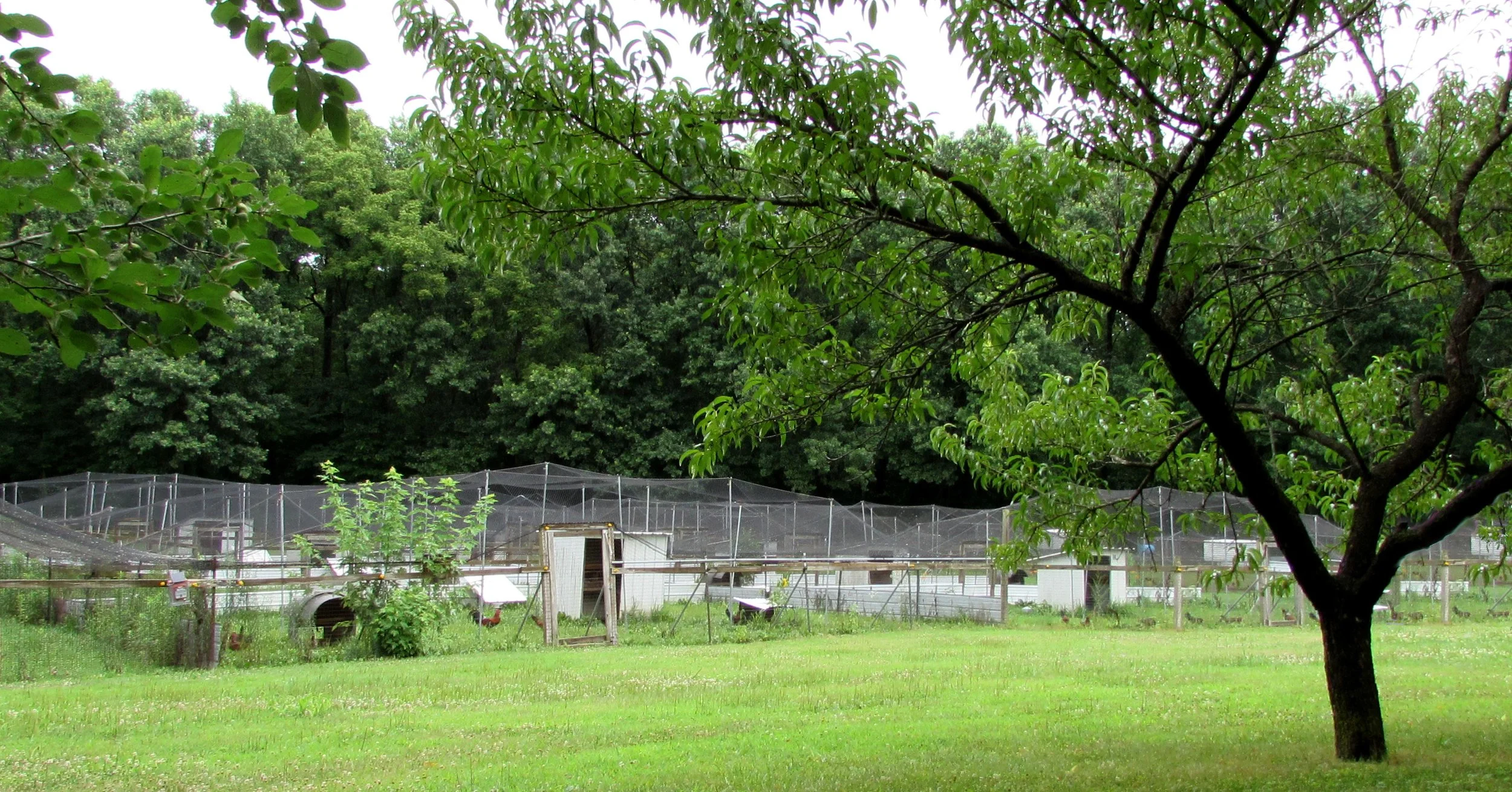 Live Bird Shipping Boxes — Your One Stop Poultry Supply Shop! | Pinnon ...