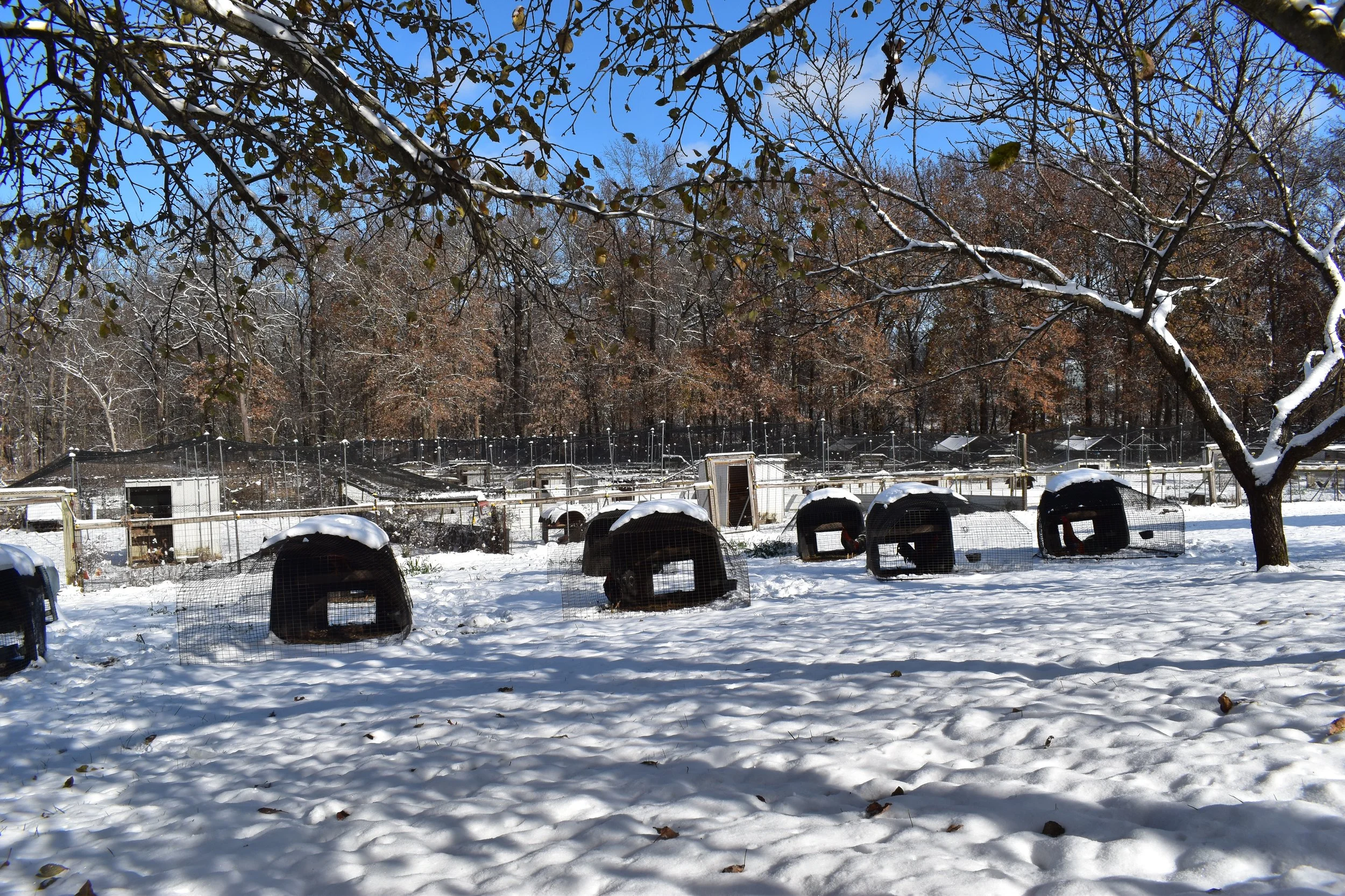 Your One Stop Poultry Supply Shop! | Pinnon Hatch Farms