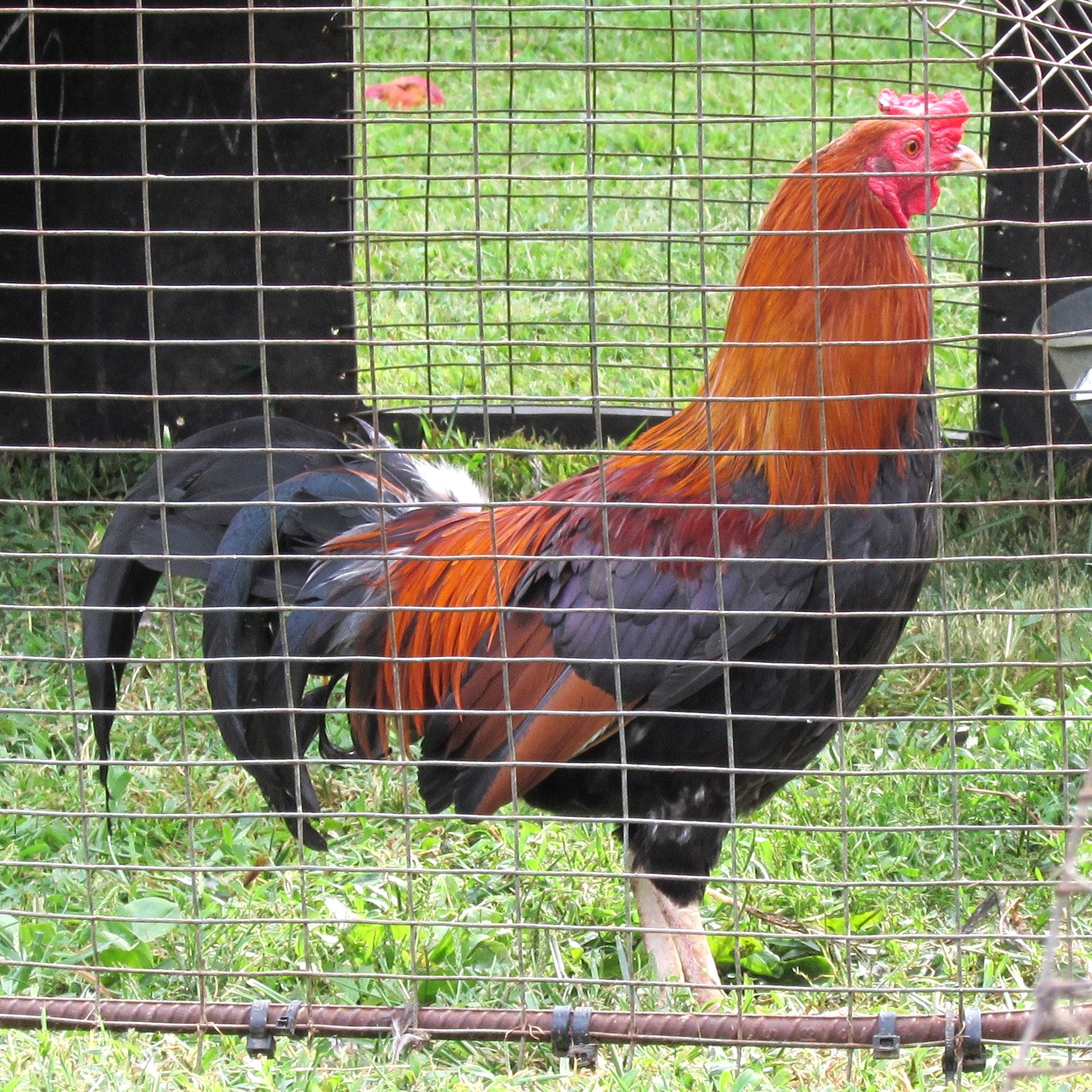 Birds for Sale — Your One Stop Poultry Supply Shop! | Pinnon Hatch Farms