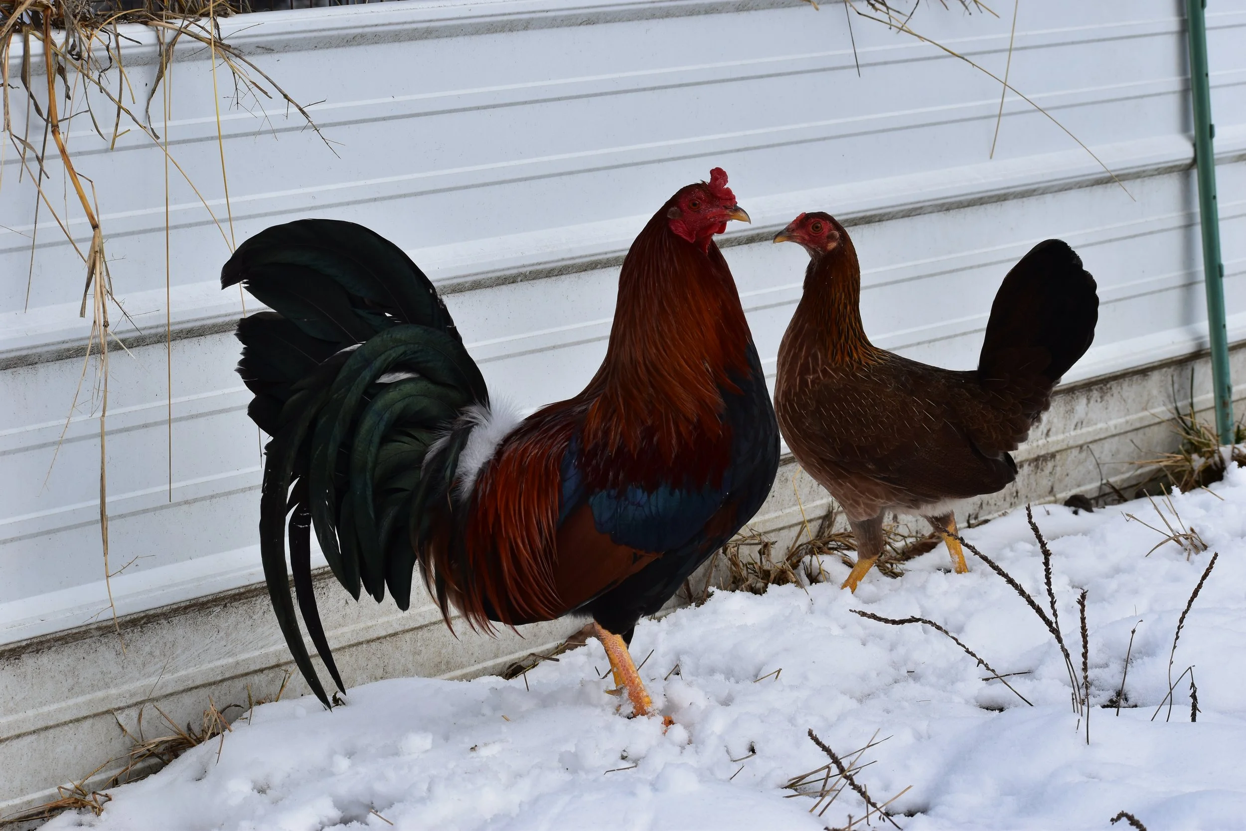Yellow Leg Pea Comb Hatch | Pinnon Hatch Farms