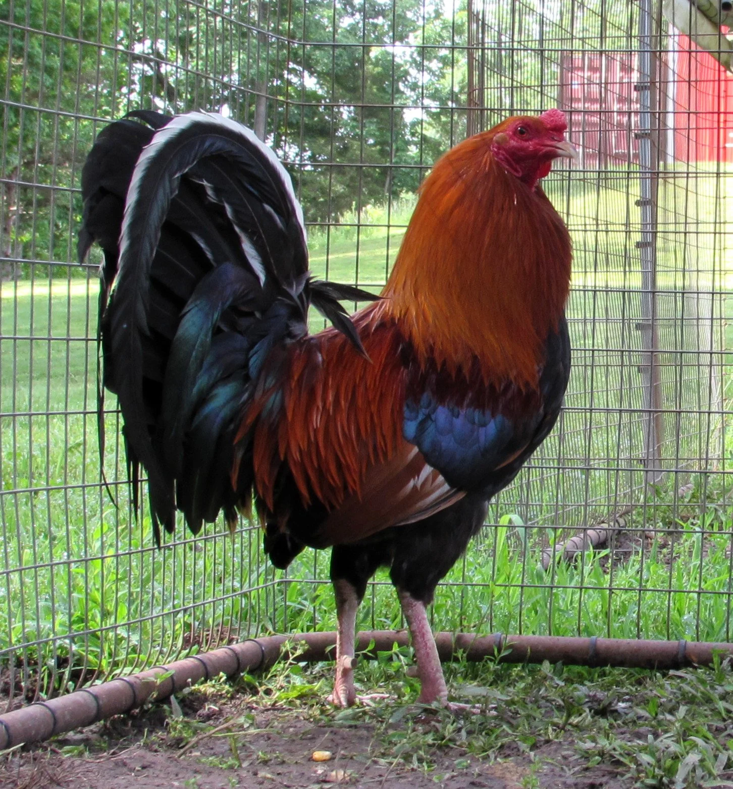 Lacy Roundhead | Pinnon Hatch Farms