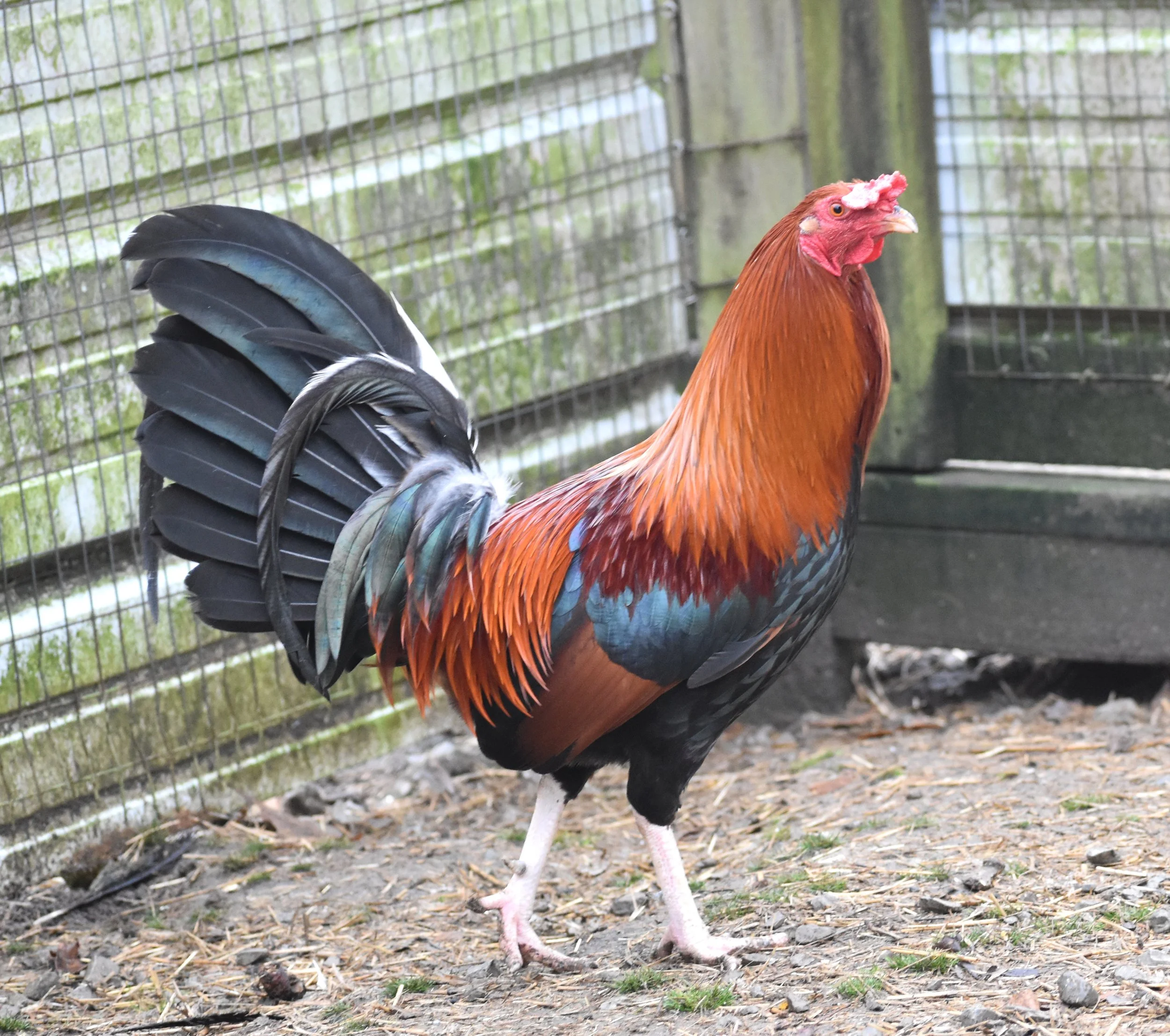 Lacy Roundhead | Pinnon Hatch Farms