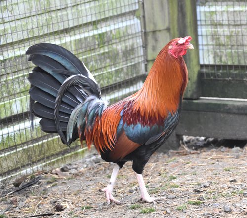 Lacy Roundhead | Pinnon Hatch Farms