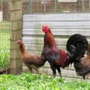 Rat Graves Leiper | Pinnon Hatch Farms