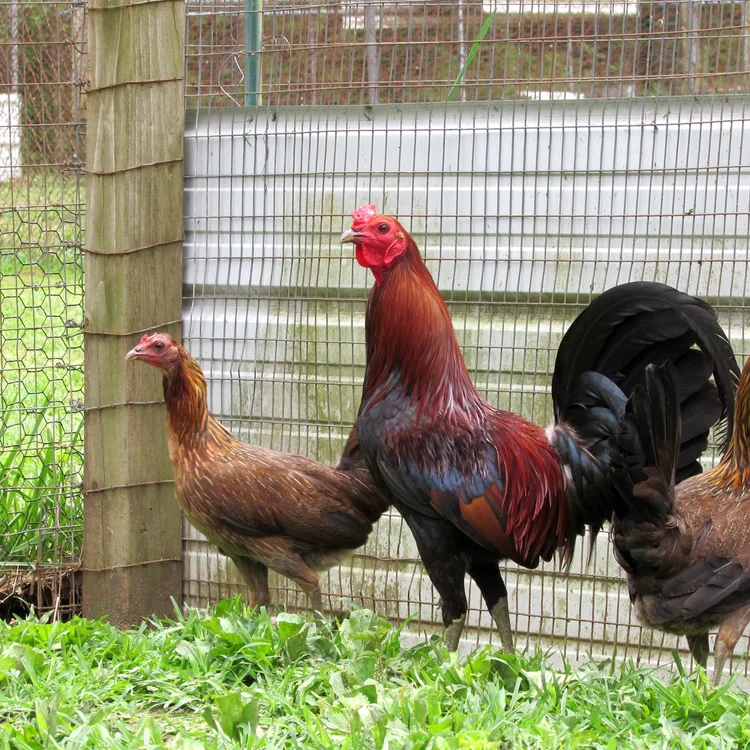 Rat Graves Leiper | Pinnon Hatch Farms