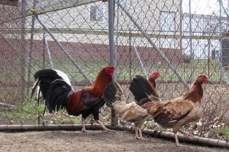 Lacy Roundhead | Pinnon Hatch Farms