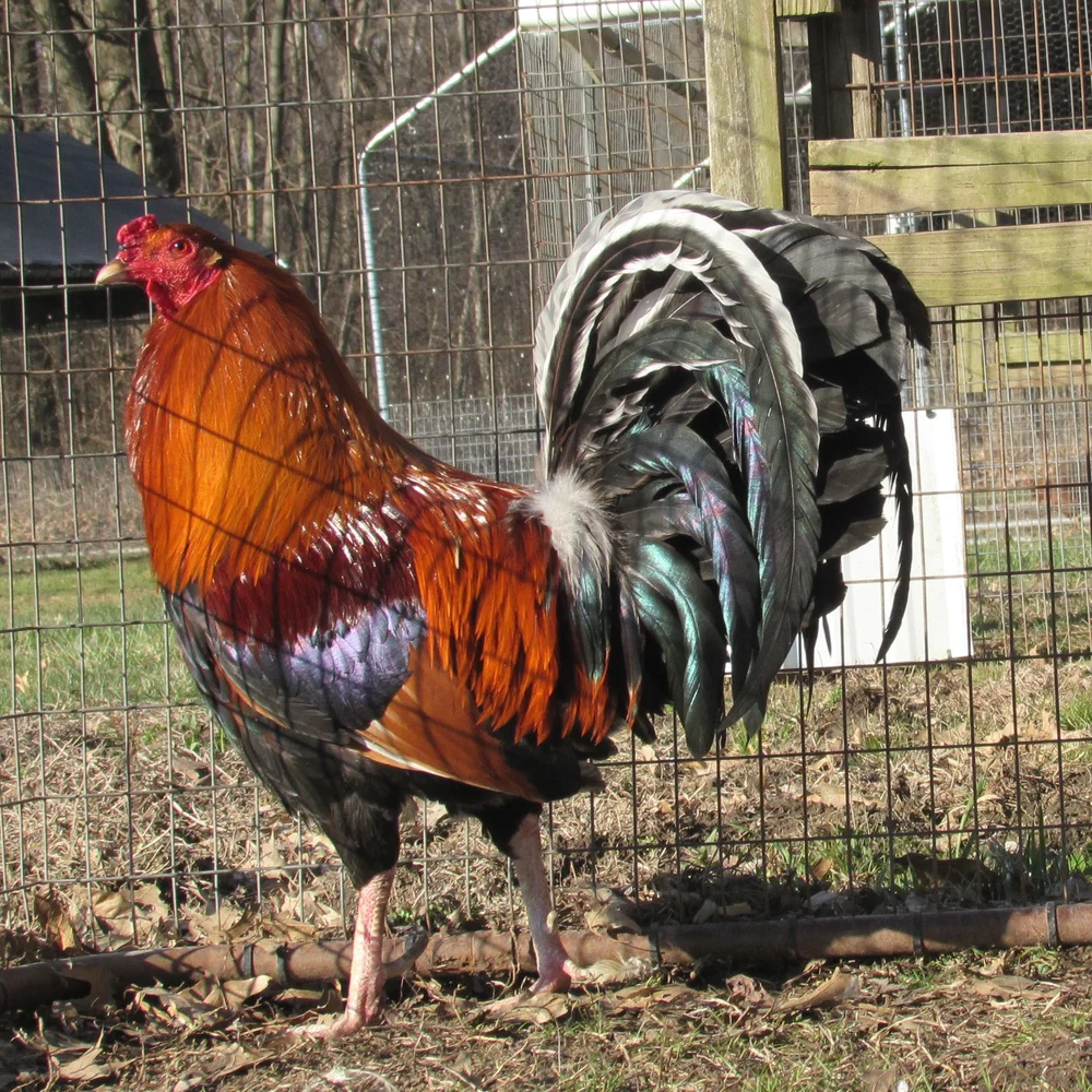 Lacy Roundhead | Pinnon Hatch Farms