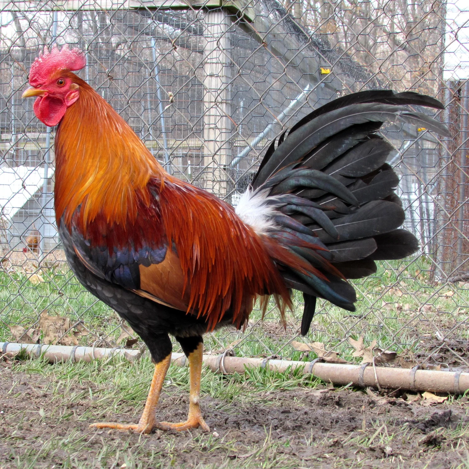 Radio Stags & Pullets | Pinnon Hatch Farms